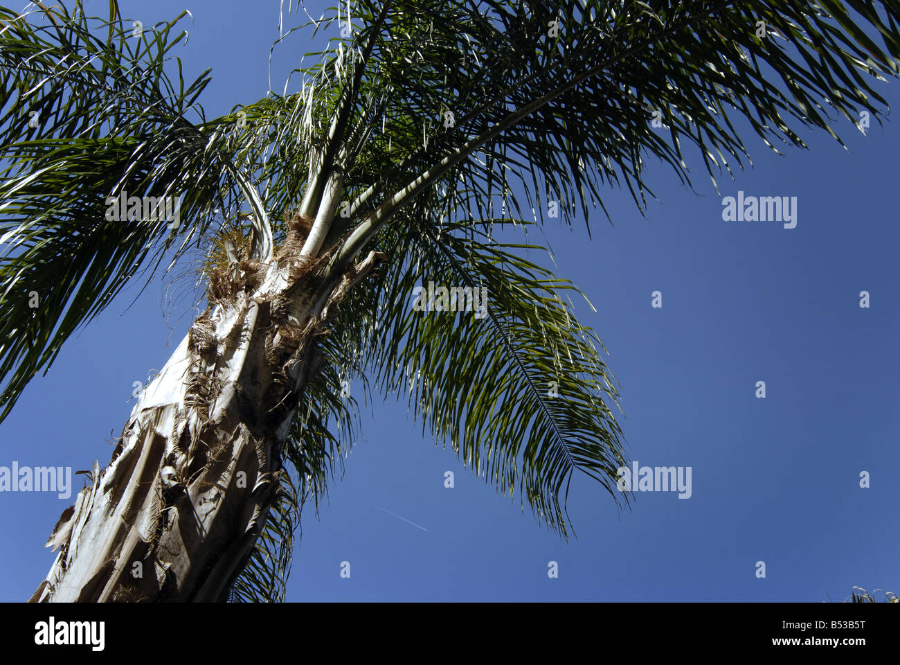 A palm tree Stock Photo - Alamy
