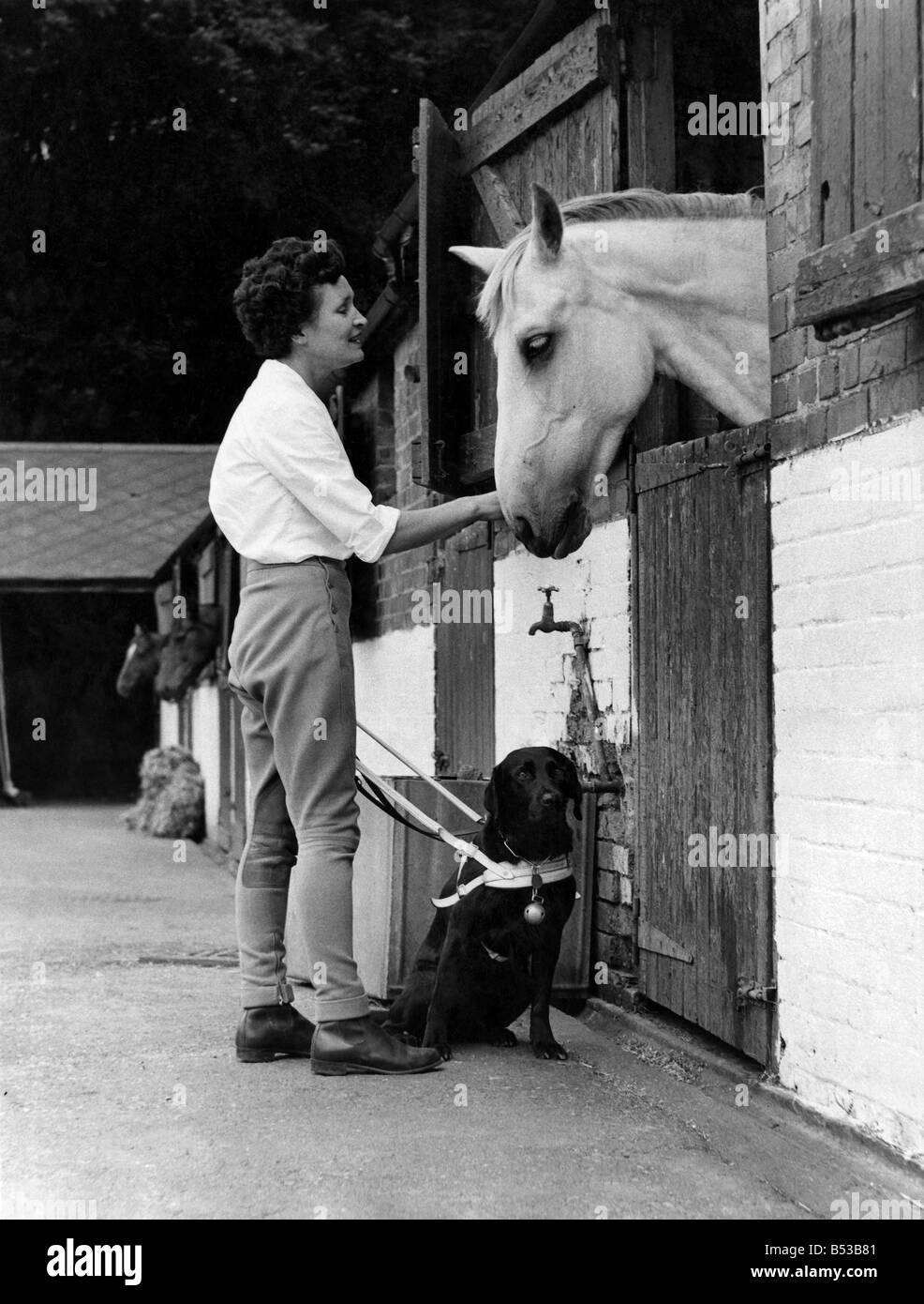 Horse stables 1960s hi-res stock photography and images - Alamy