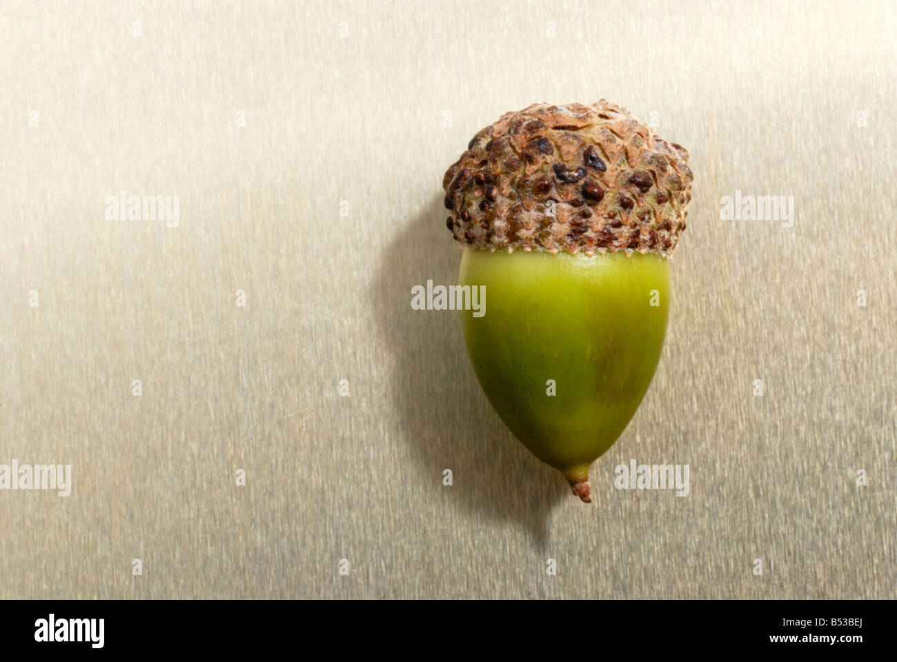 Acorn hi-res stock photography and images - Alamy