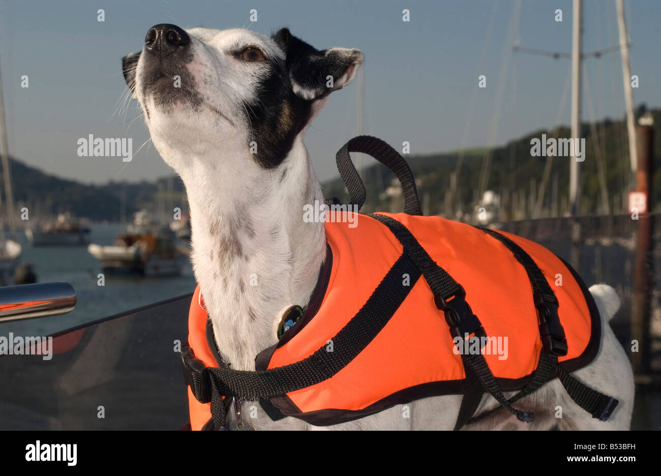 Dog with Life Jacket Stock Photo - Alamy