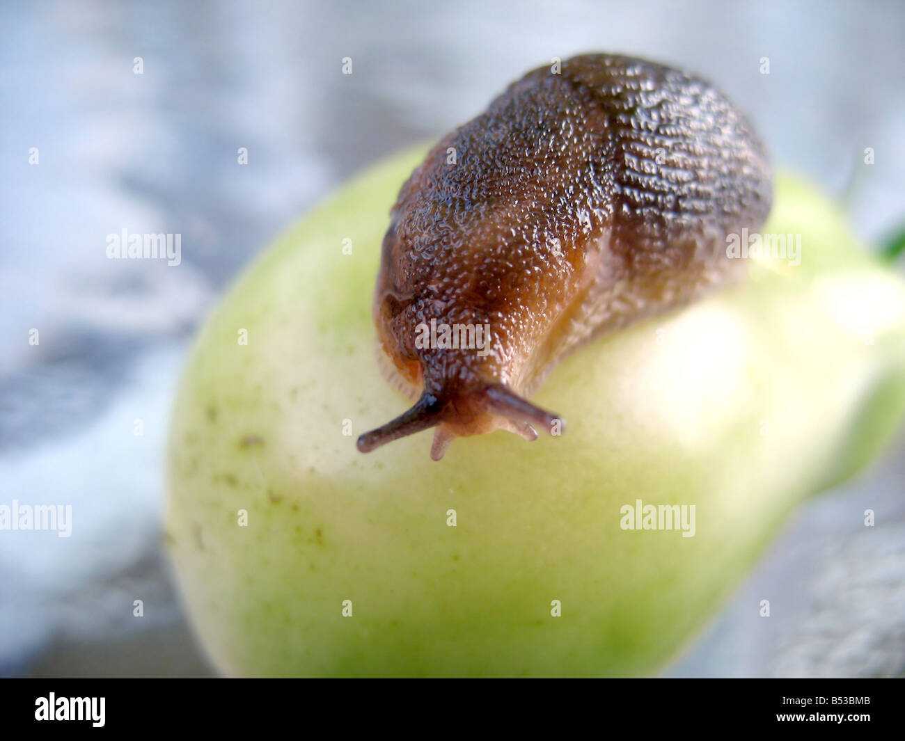 Spotted garden slug hi-res stock photography and images - Alamy