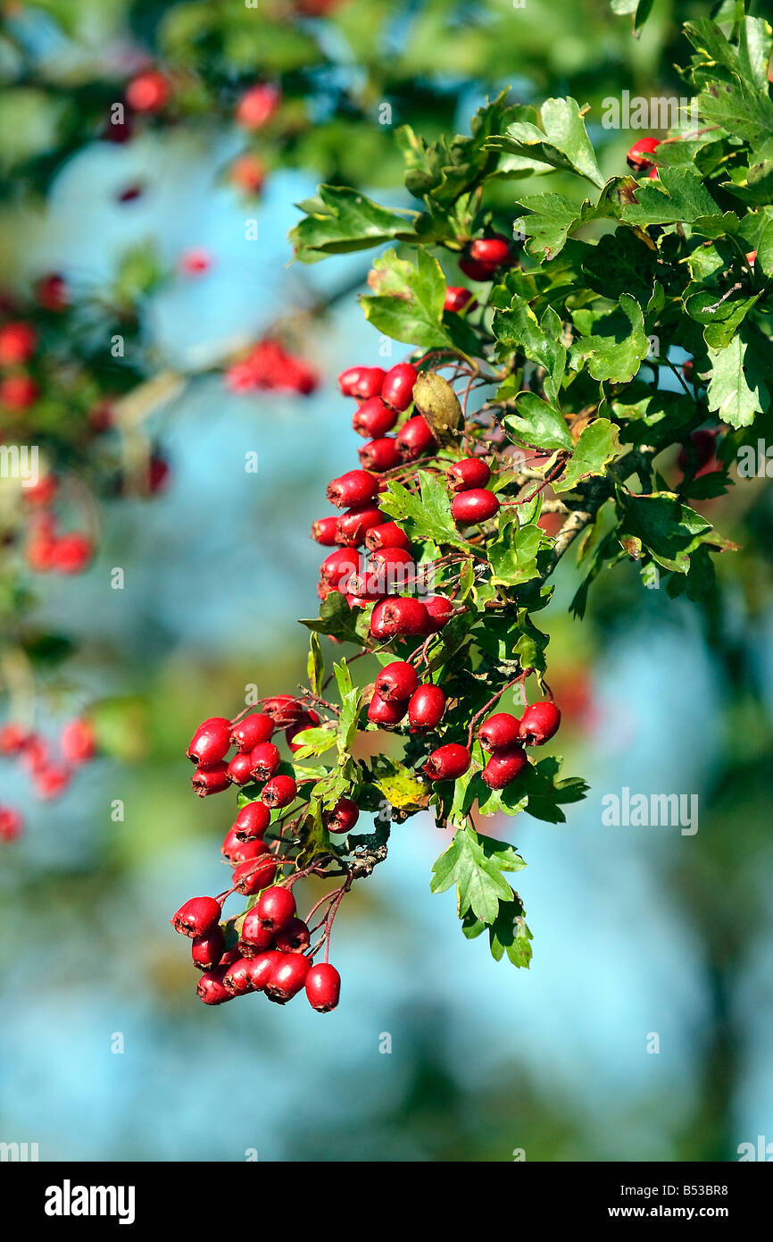 Ireland berries hi-res stock photography and images - Alamy