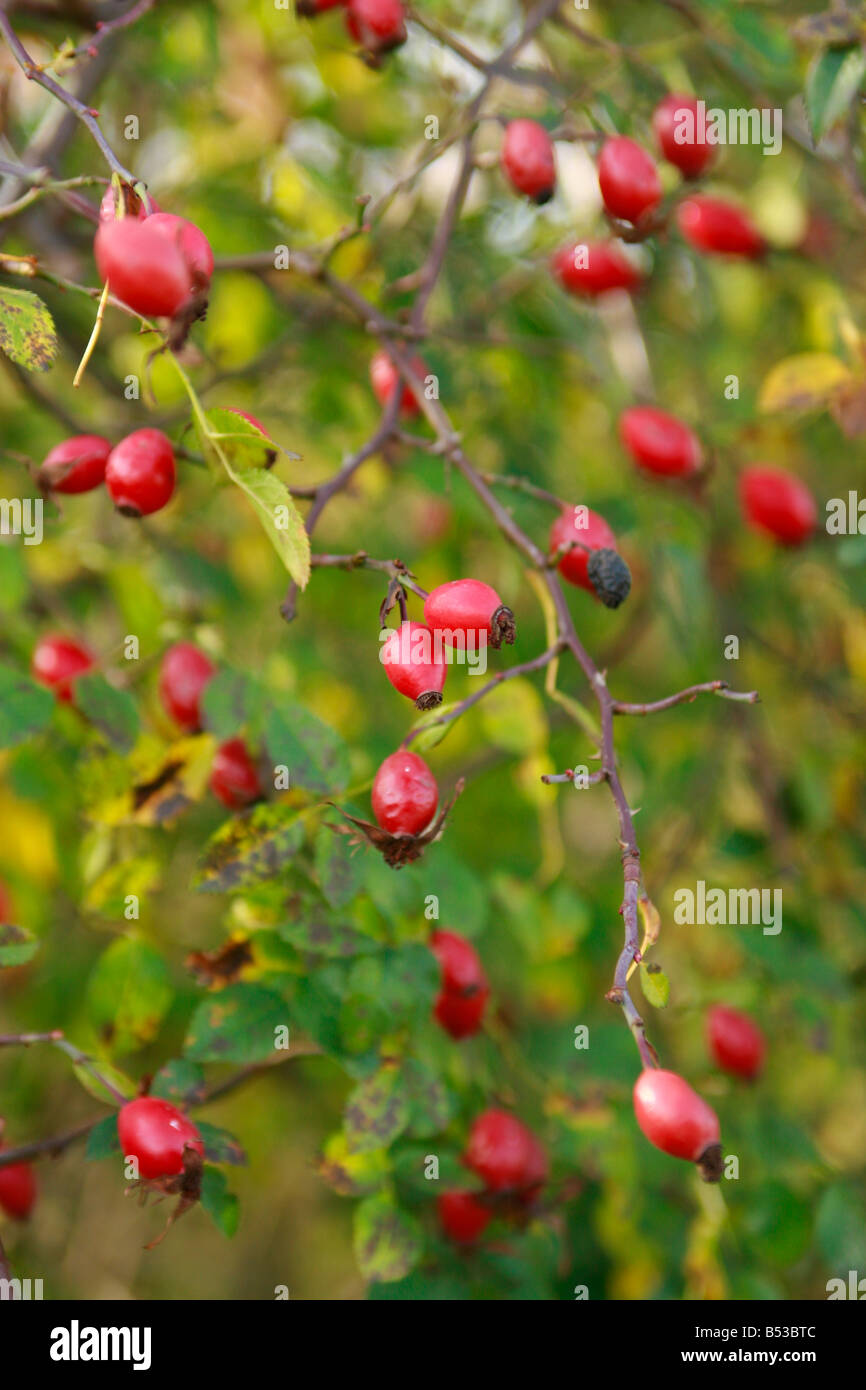 Rose hip hi-res stock photography and images - Alamy