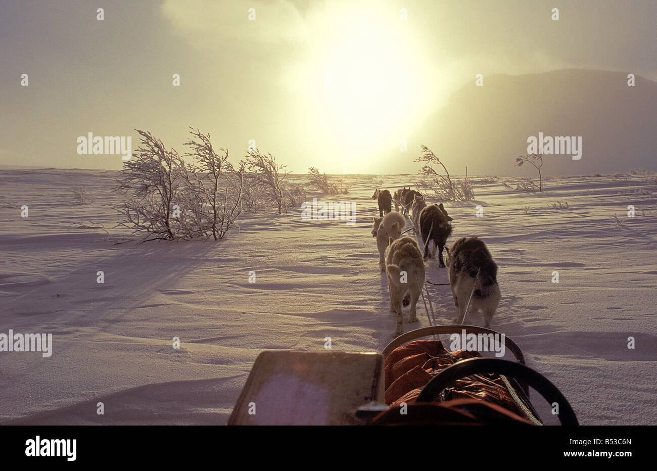 huskies - pulling sledge in polar night Stock Photo - Alamy