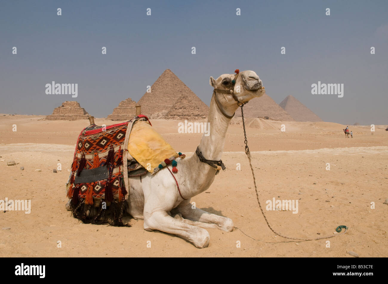 Camel Sitting Down High Resolution Stock Photography and Images - Alamy