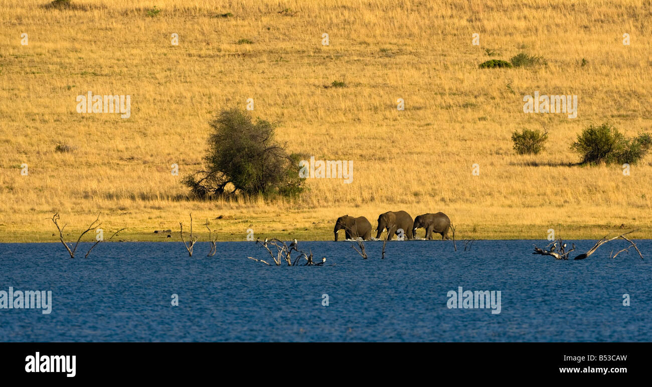 elephant at mankwe dam Stock Photo - Alamy