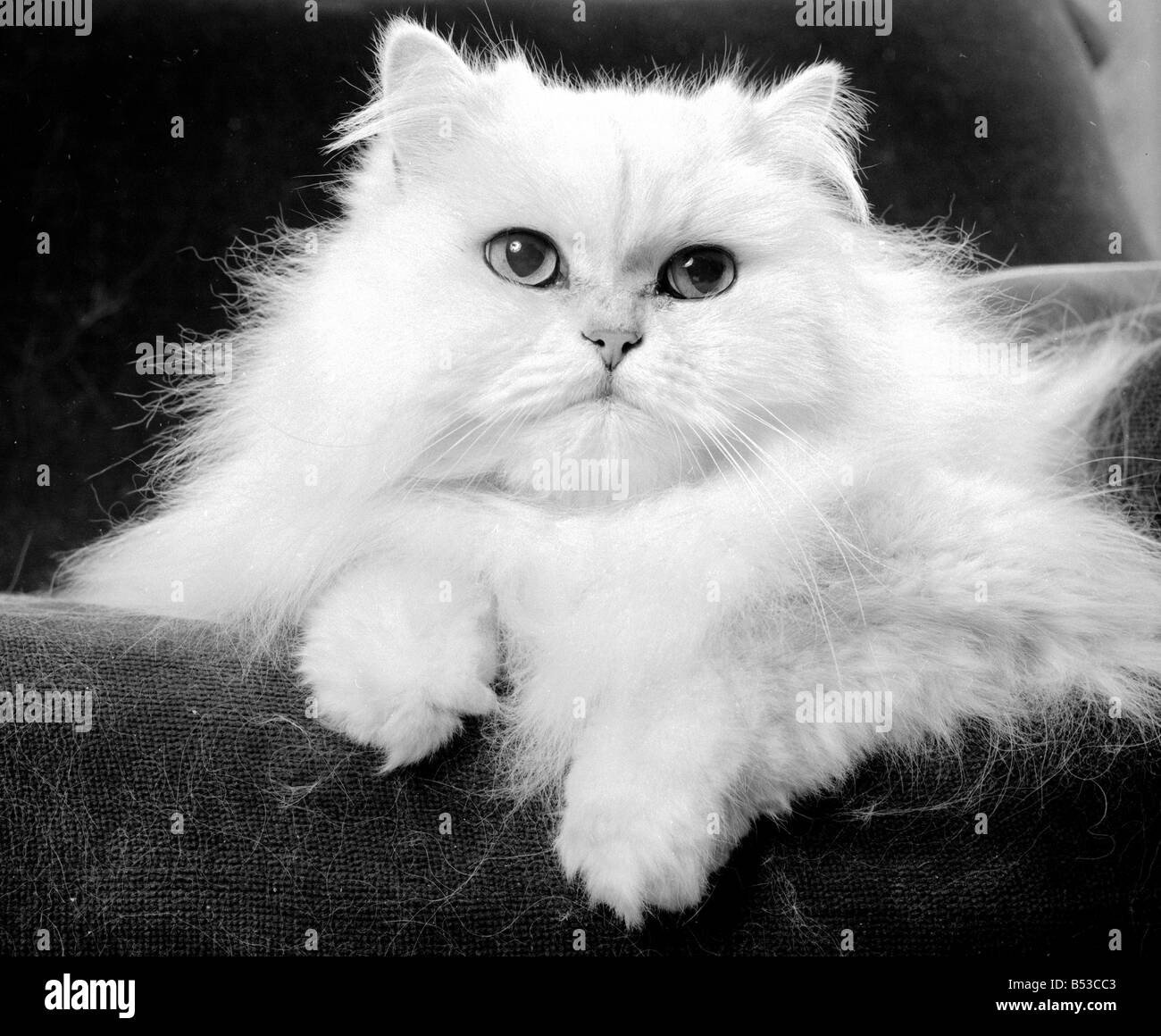 Fluffy white cat Stock Photo - Alamy