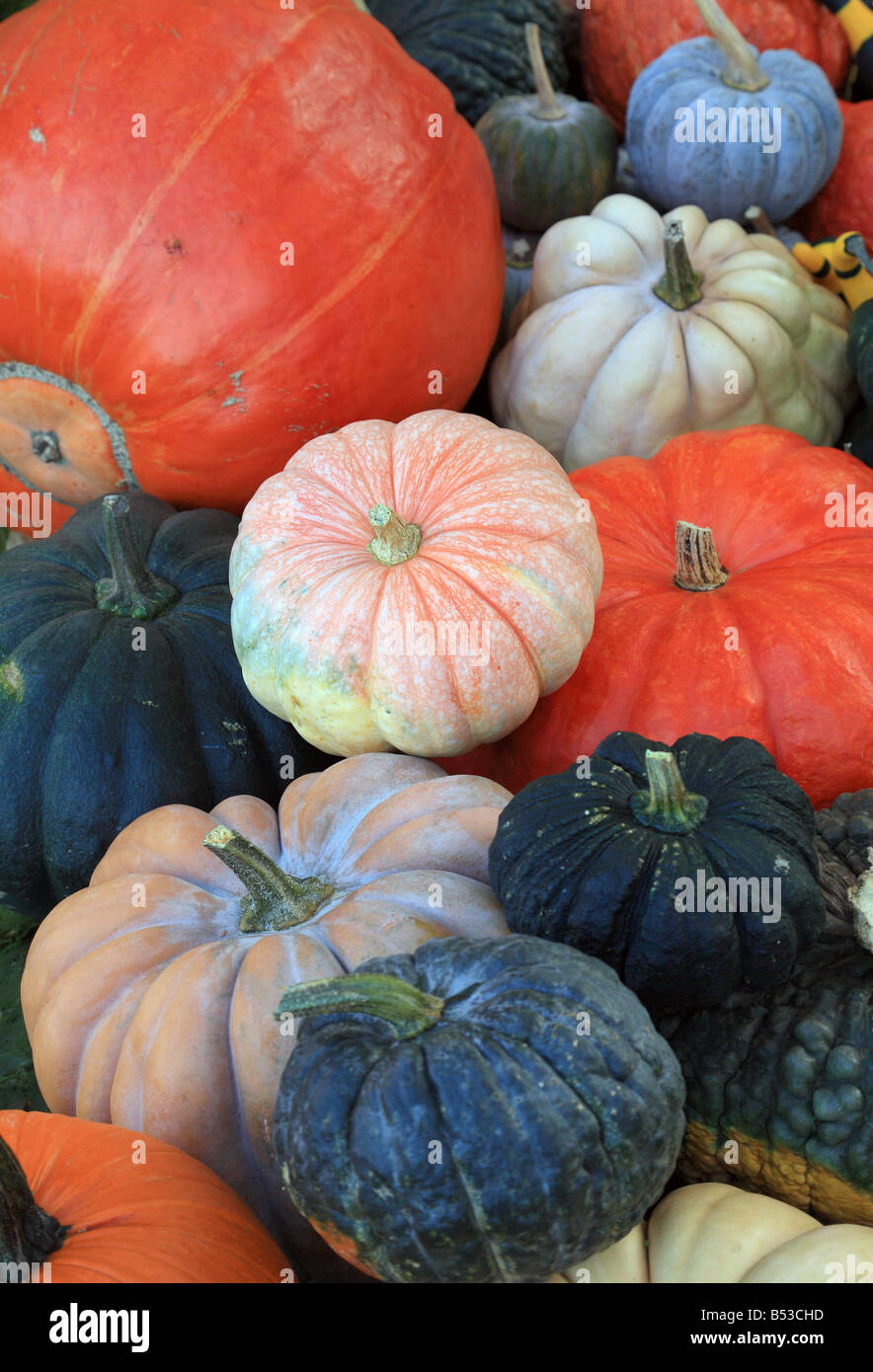 Multicoloured multicolored and multishaped pumpkins Stock Photo - Alamy