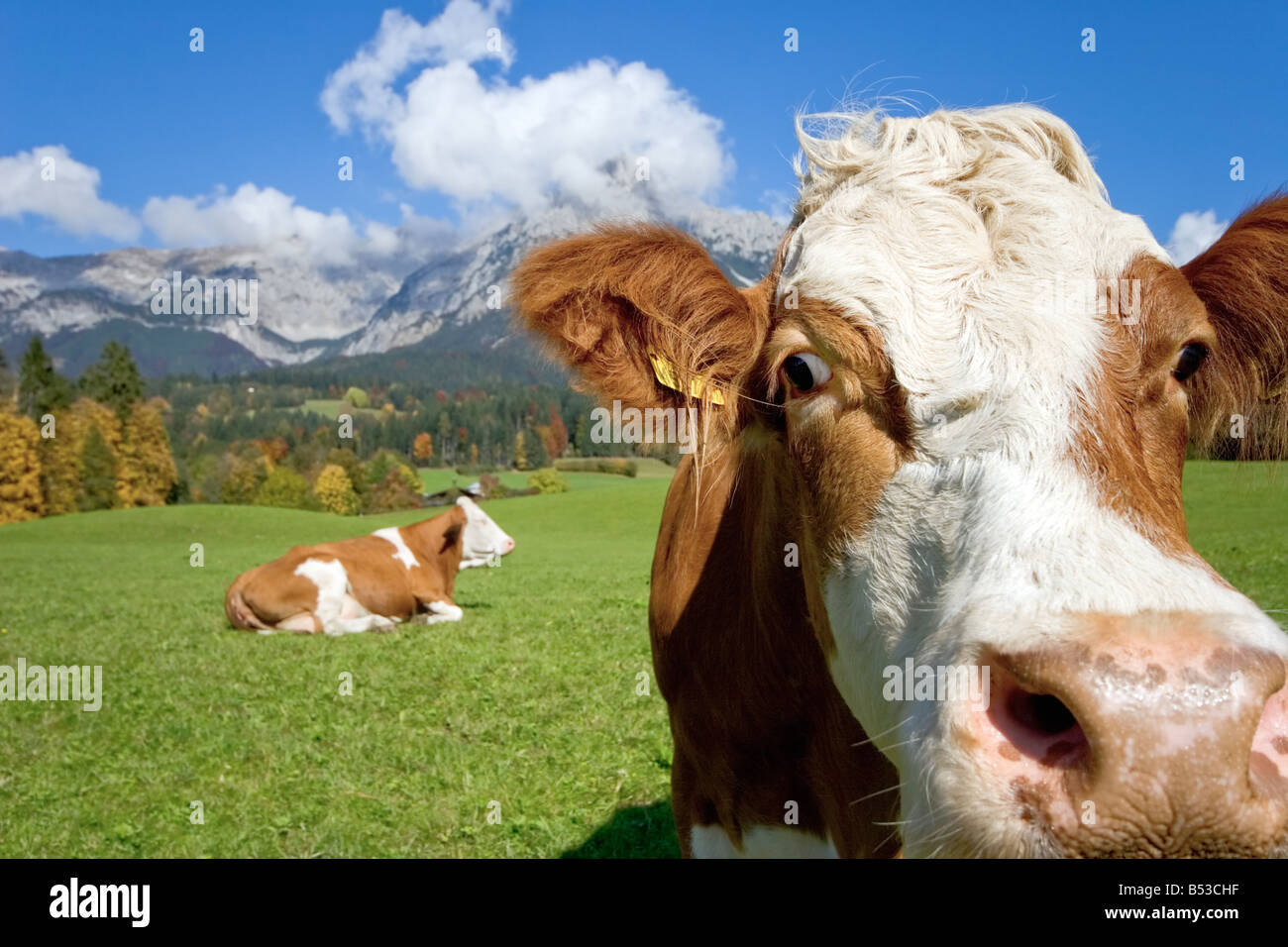 Cow close up hi-res stock photography and images - Alamy