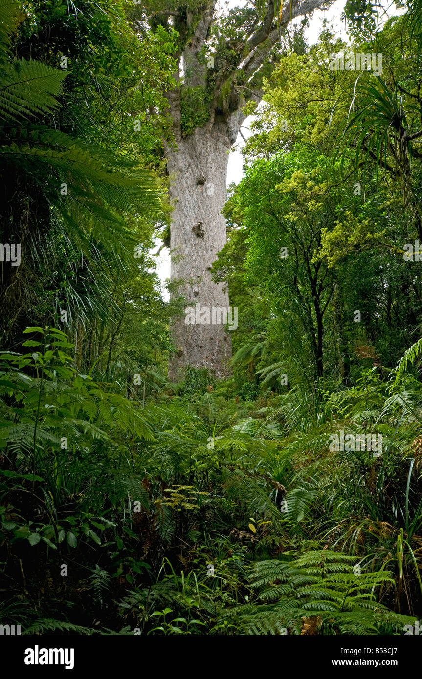 Large Kauri tree in the Waipoua Kauri Forest, North Island, New Zealand ...