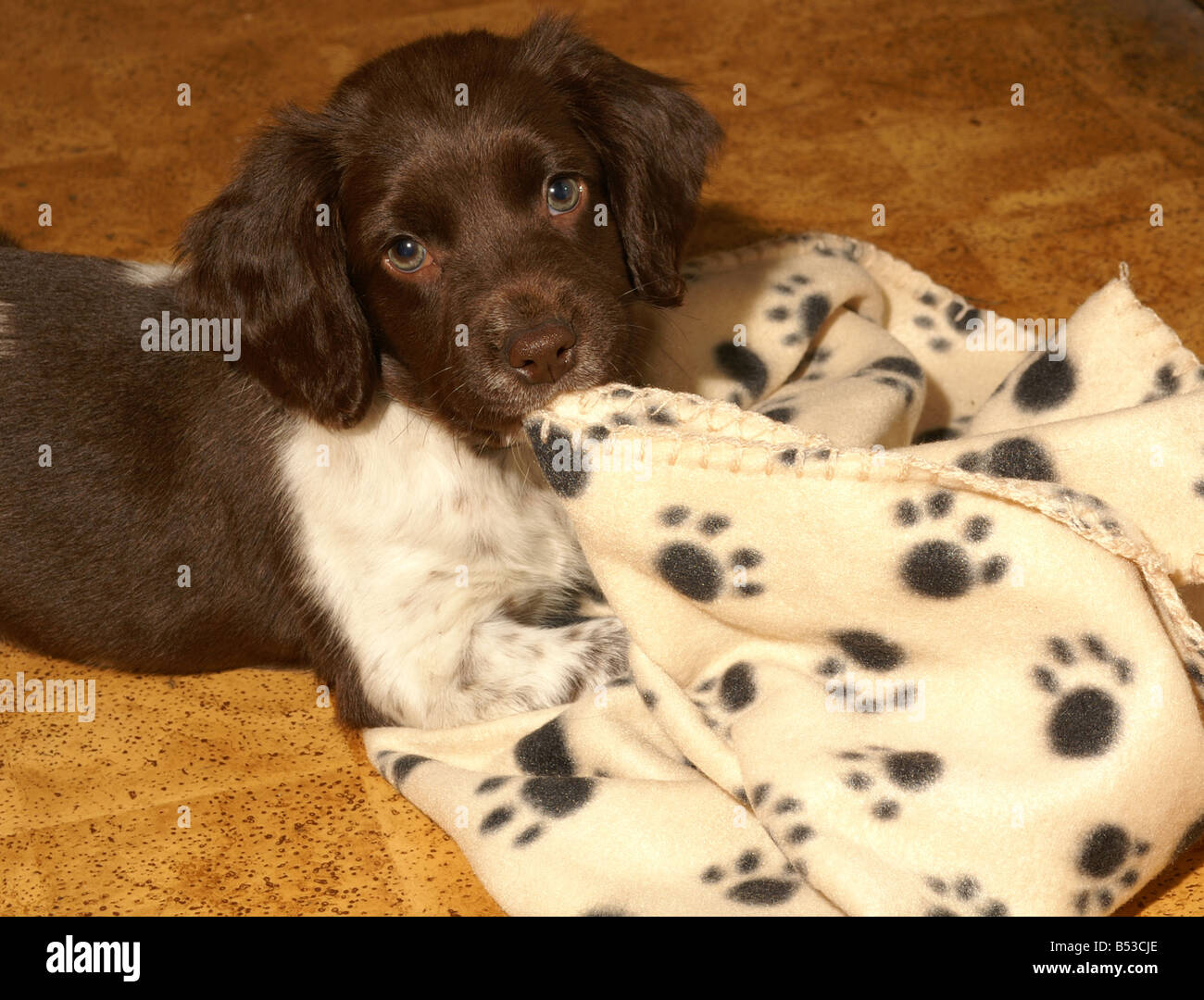 English springer spaniel puppy hi-res stock photography and images - Alamy