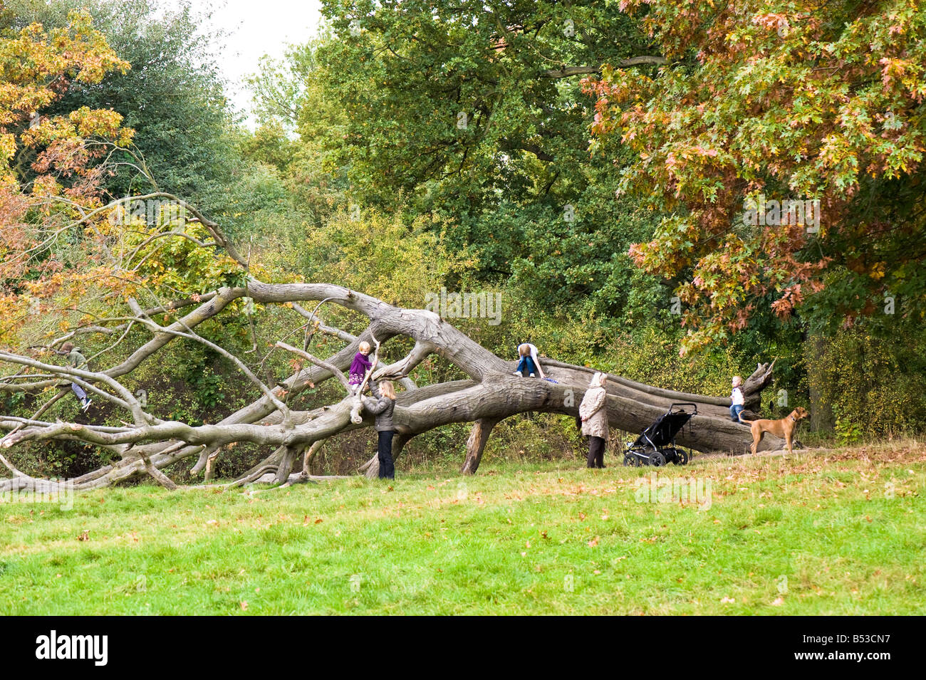 Trees on hampstead heath hi-res stock photography and images - Alamy