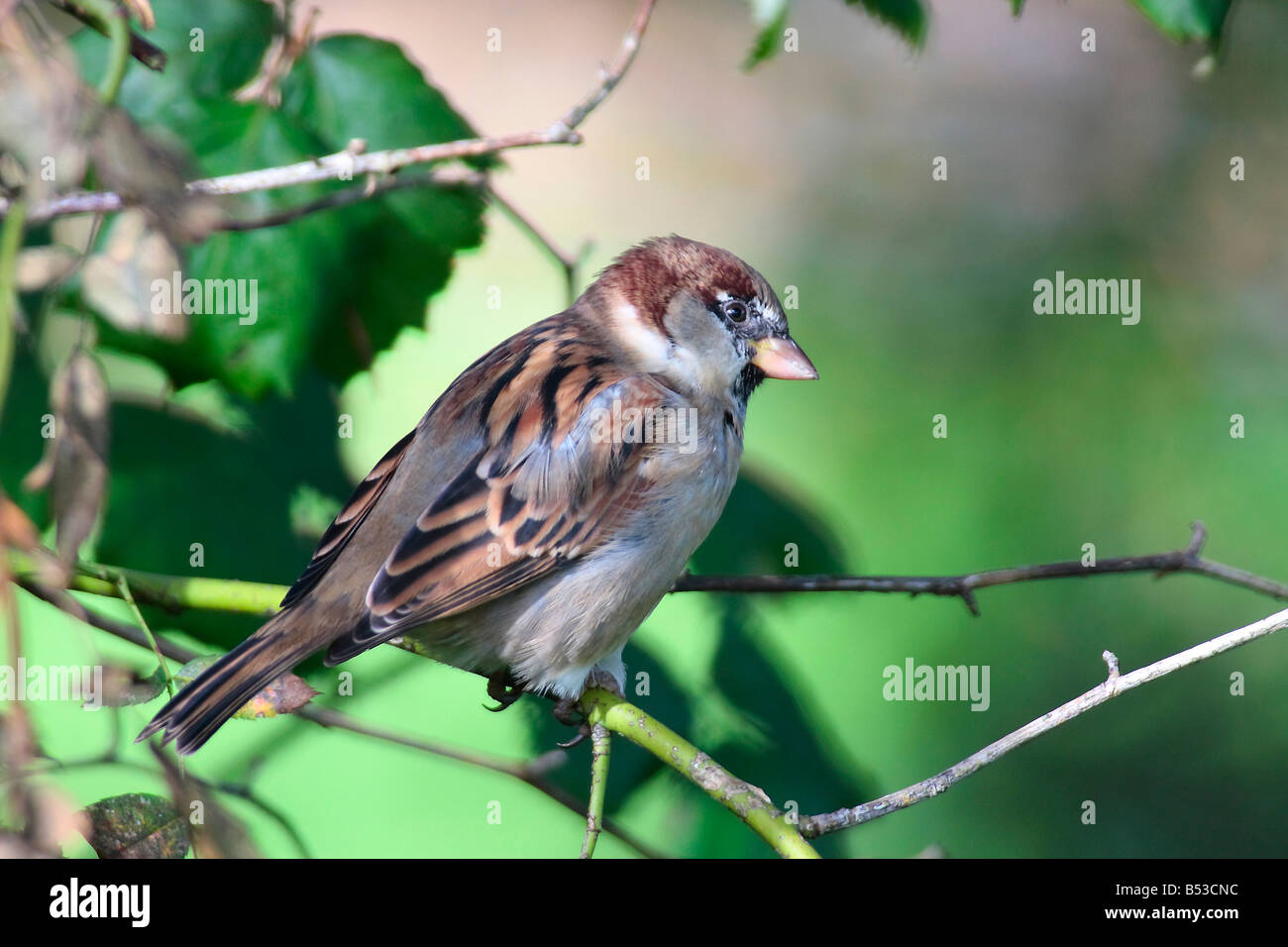 Sub urban house hi-res stock photography and images - Alamy