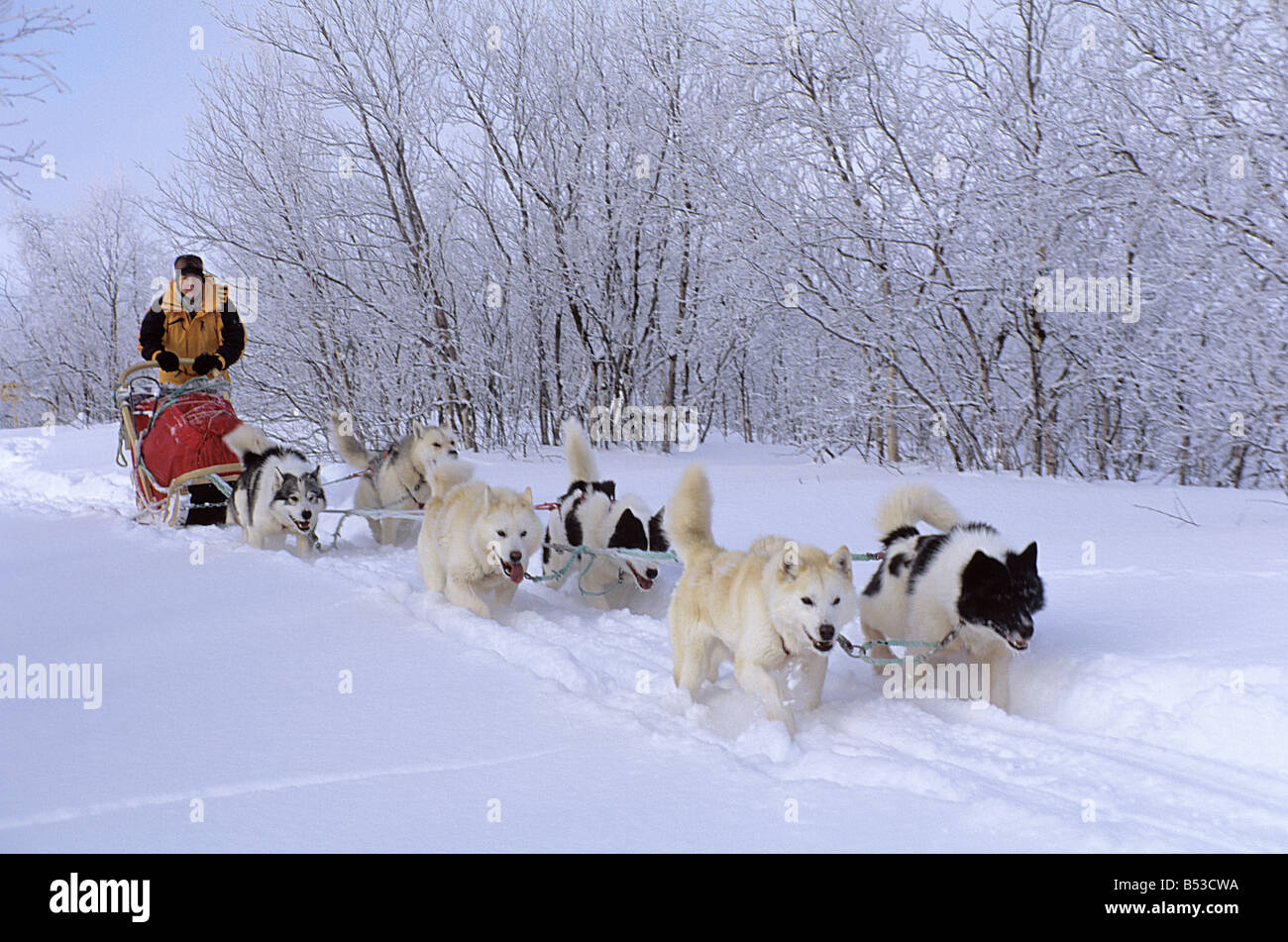 Huskies pulling snow hi-res stock photography and images - Alamy