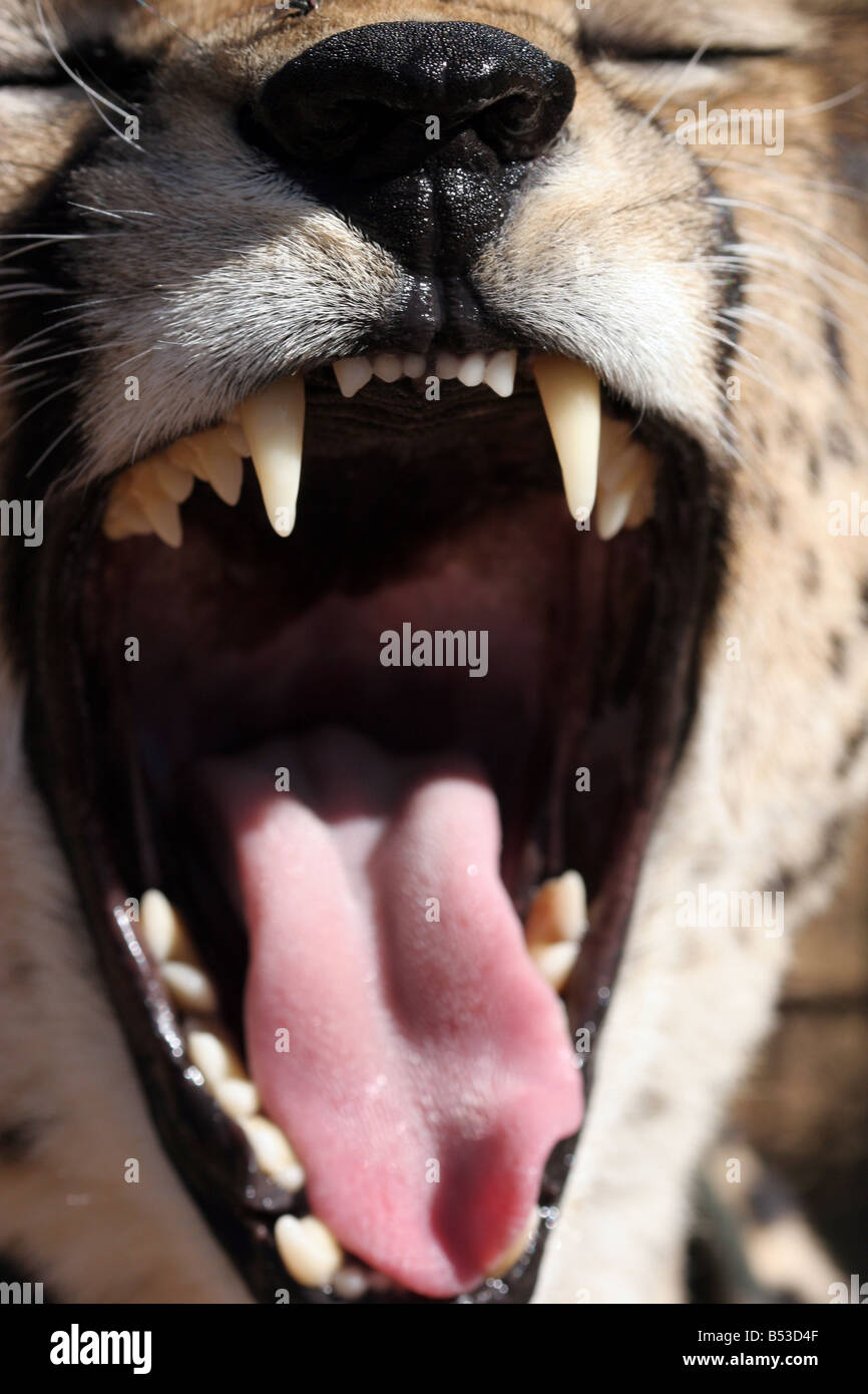 S teeth hi-res stock photography and images - Alamy