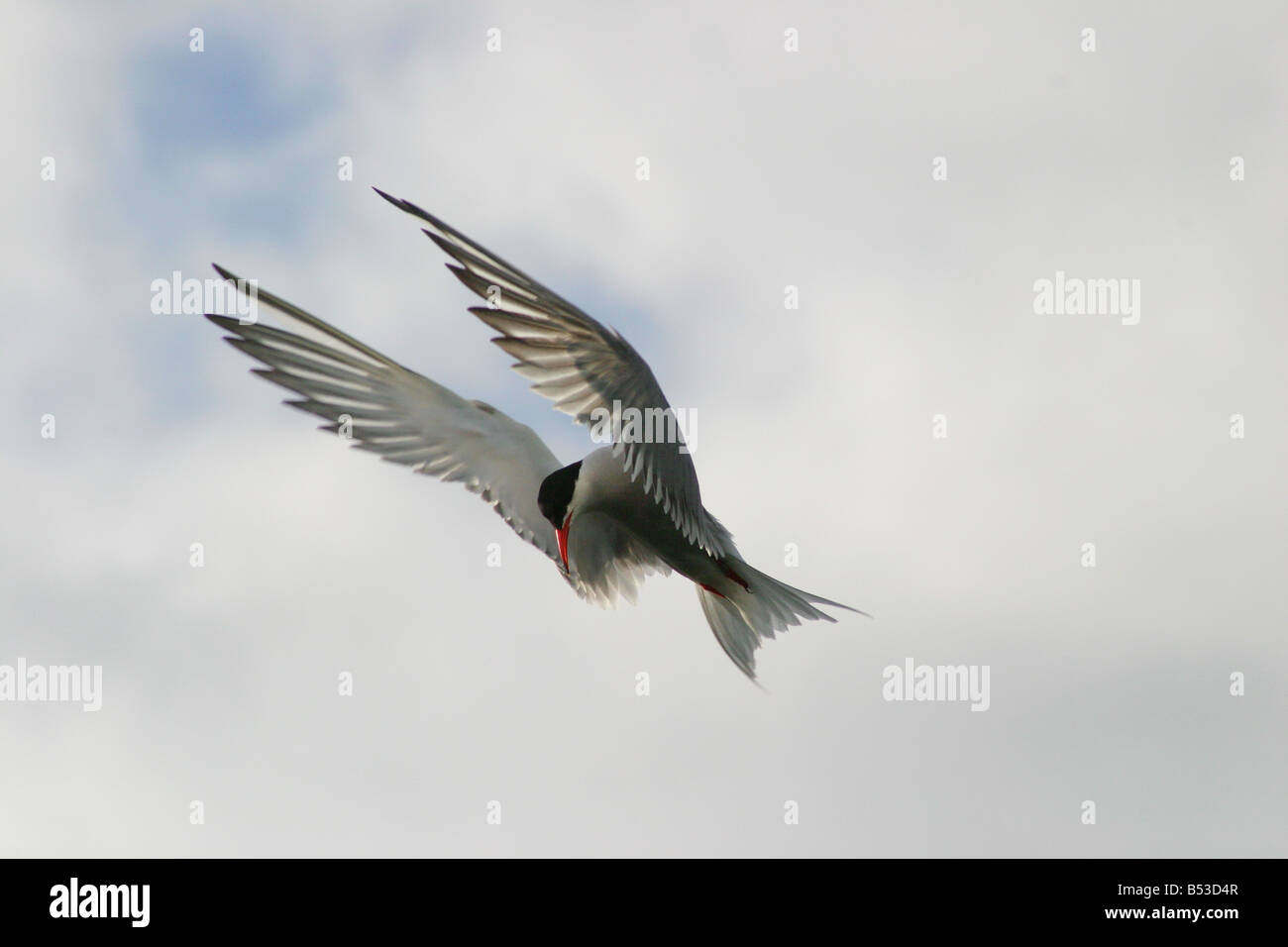 Hovering common tern hi-res stock photography and images - Alamy