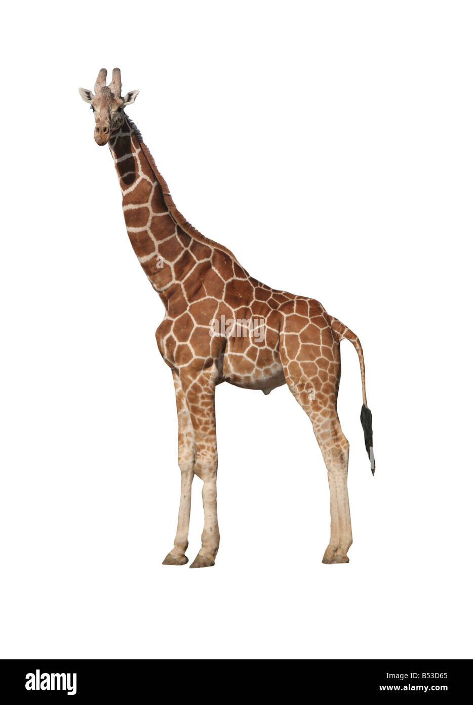 reticulated giraffe cut out Stock Photo - Alamy