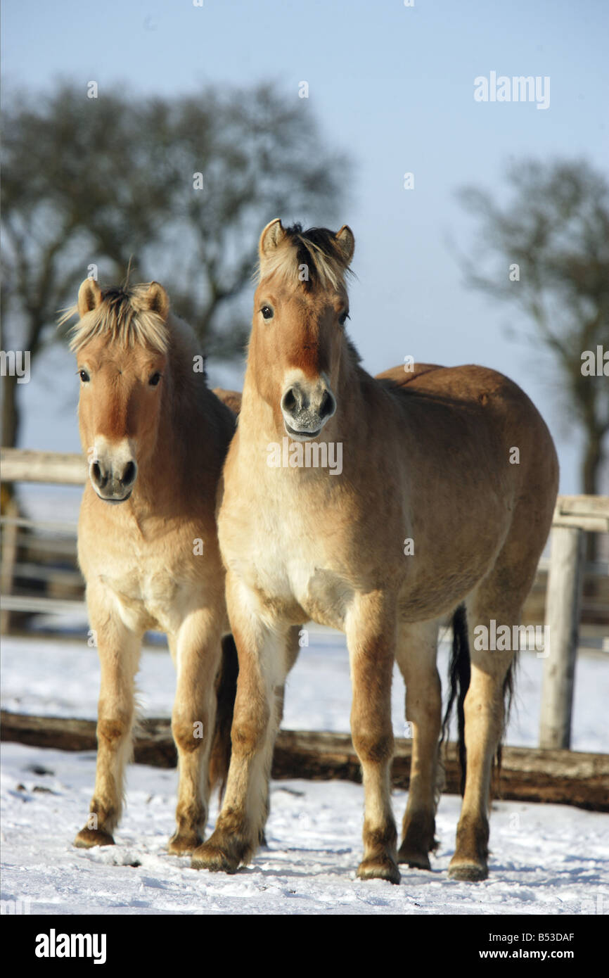 Norwegian Horses Stock Photos & Norwegian Horses Stock Images - Alamy