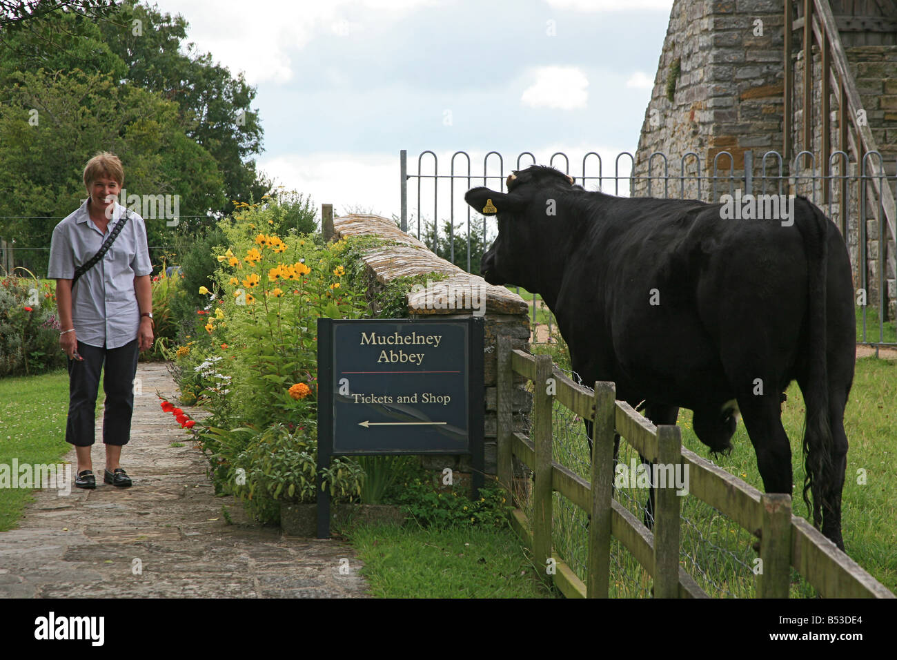 Bullock and visitor in the grounds of Muchelney Abbey ruins (English ...