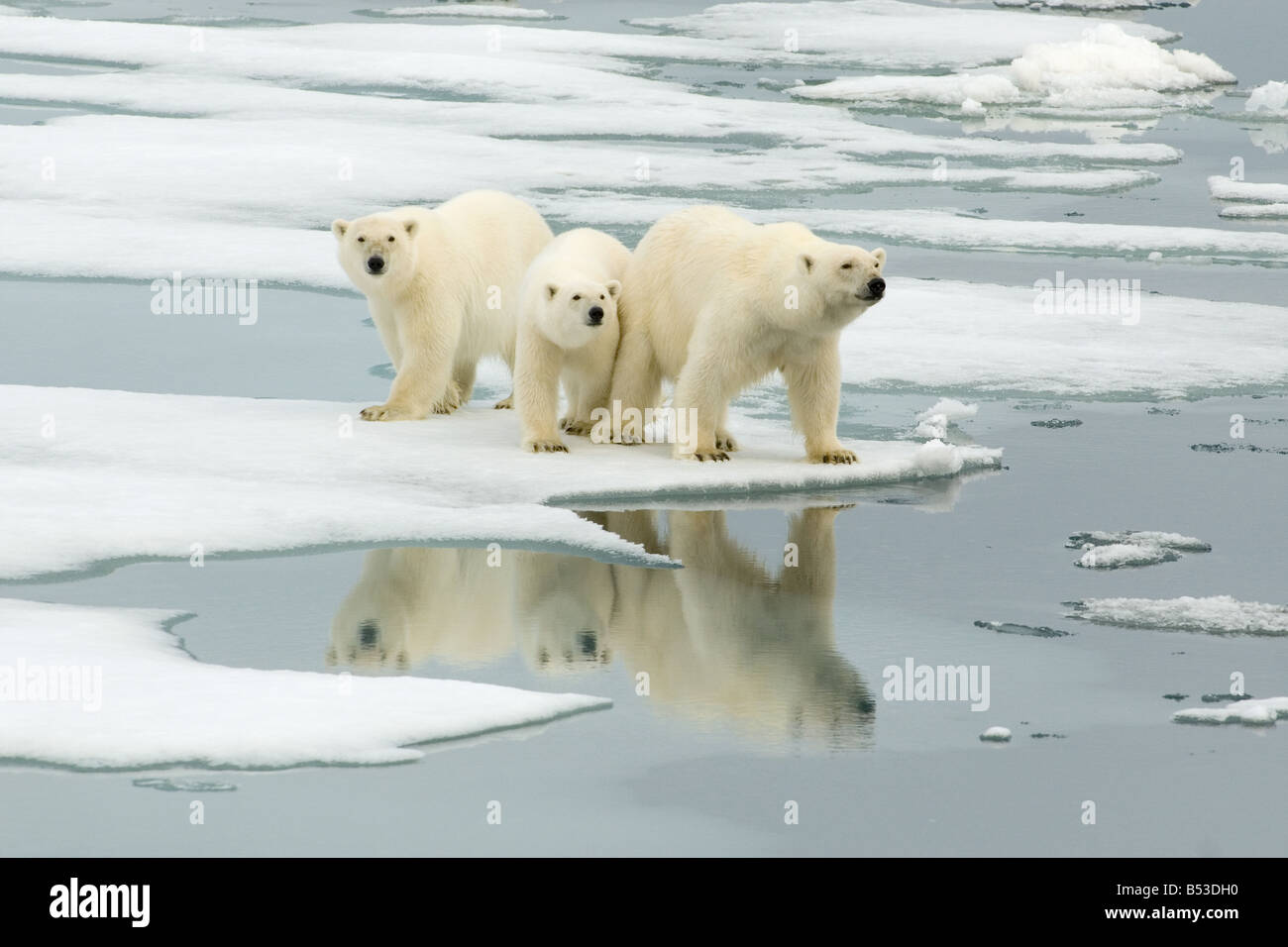 three polar bears - standing on ice floe / Ursus maritimus Stock Photo ...