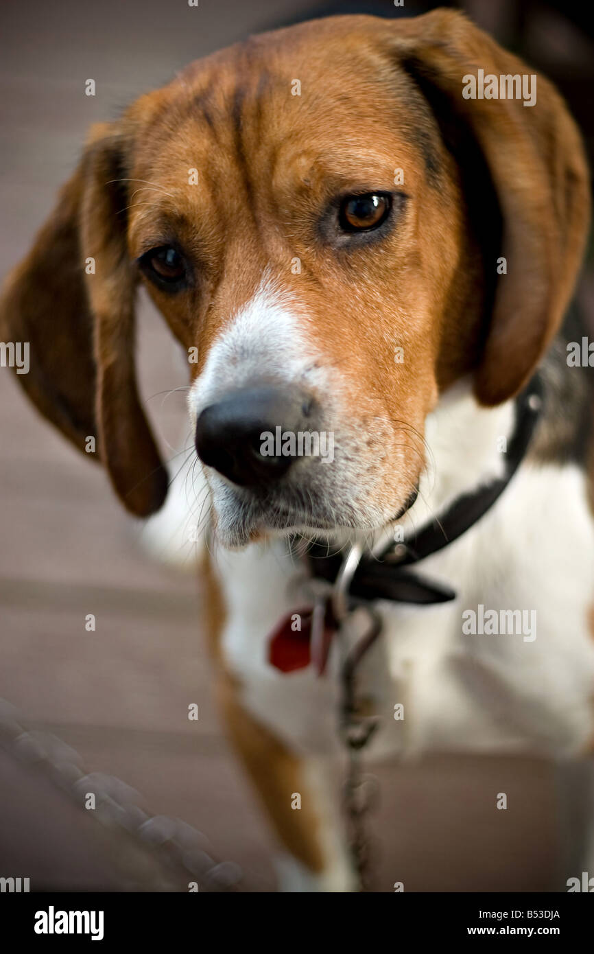 A young beagle dog tilting his head with his ears perked up in ...