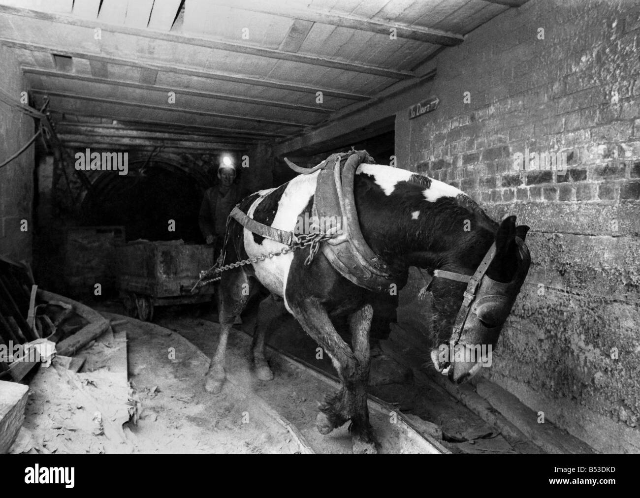 Pit ponies reaching the end of the road at the coal mine. April 1969 ...