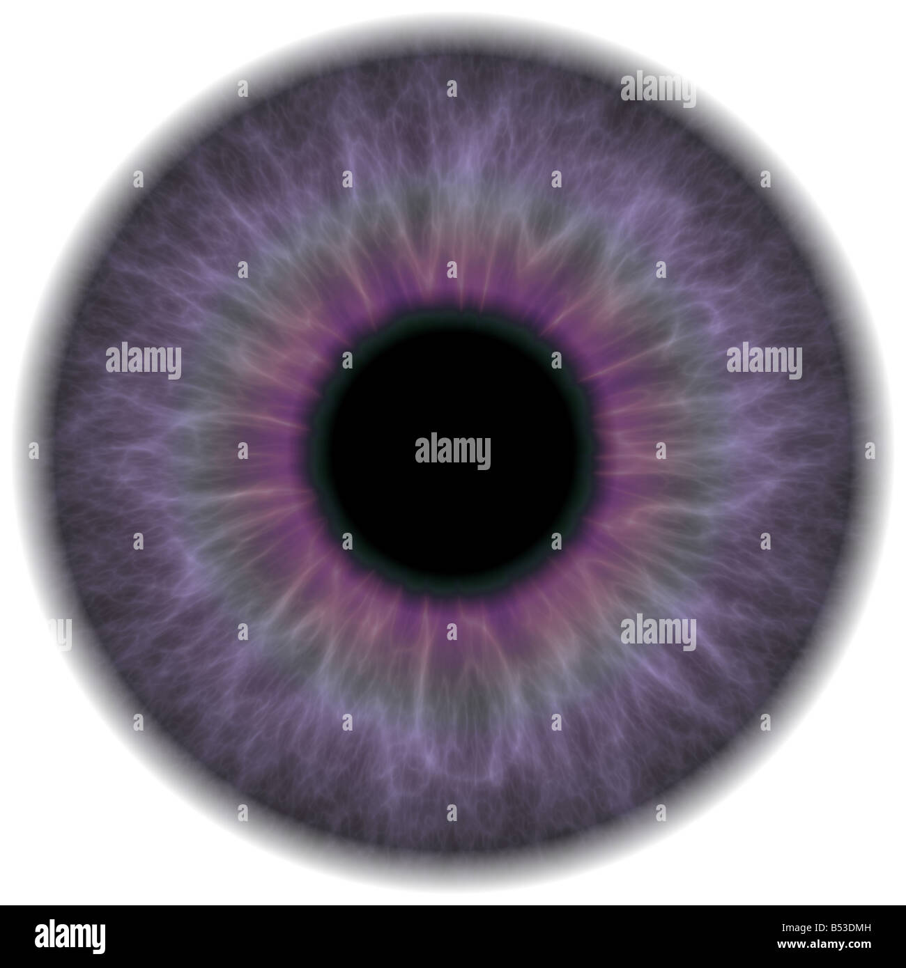A highly detailed iris section of the human eye This works great for ...