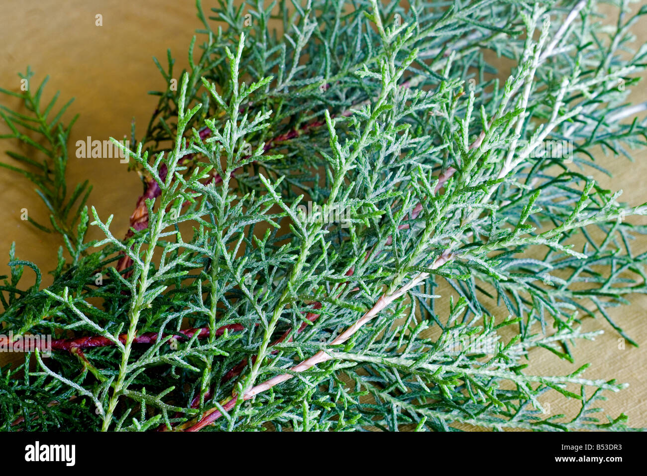 Pine tree needles Stock Photo - Alamy