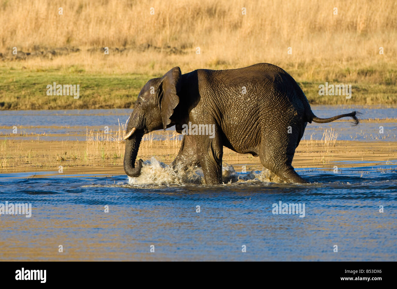 elephant at mankwe dam Stock Photo - Alamy