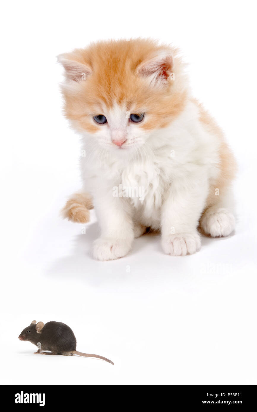 Newborn mice hi-res stock photography and images - Alamy