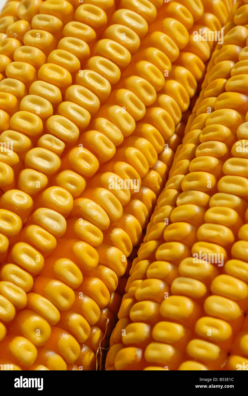Mature Corn kernels with kernel dent Stock Photo - Alamy