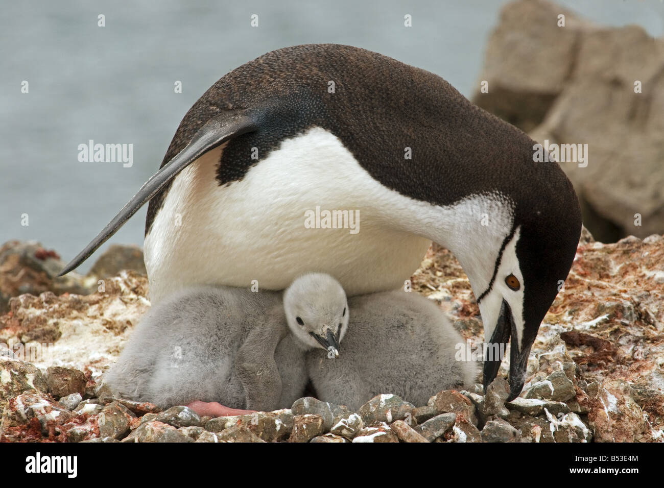 Cub in nest hi-res stock photography and images - Alamy
