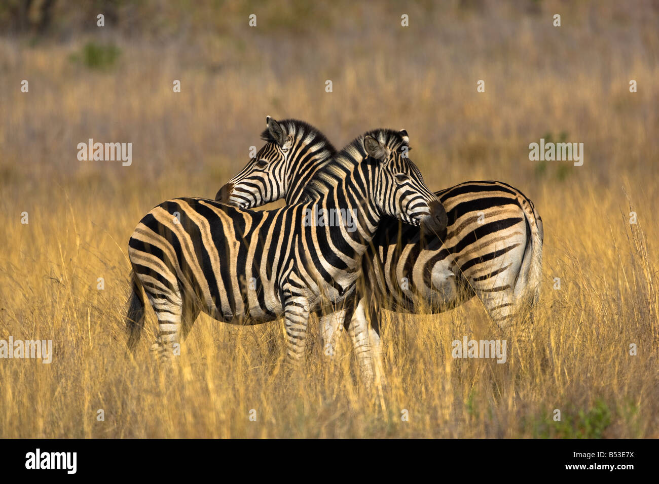 Pair wildlife hi-res stock photography and images - Alamy