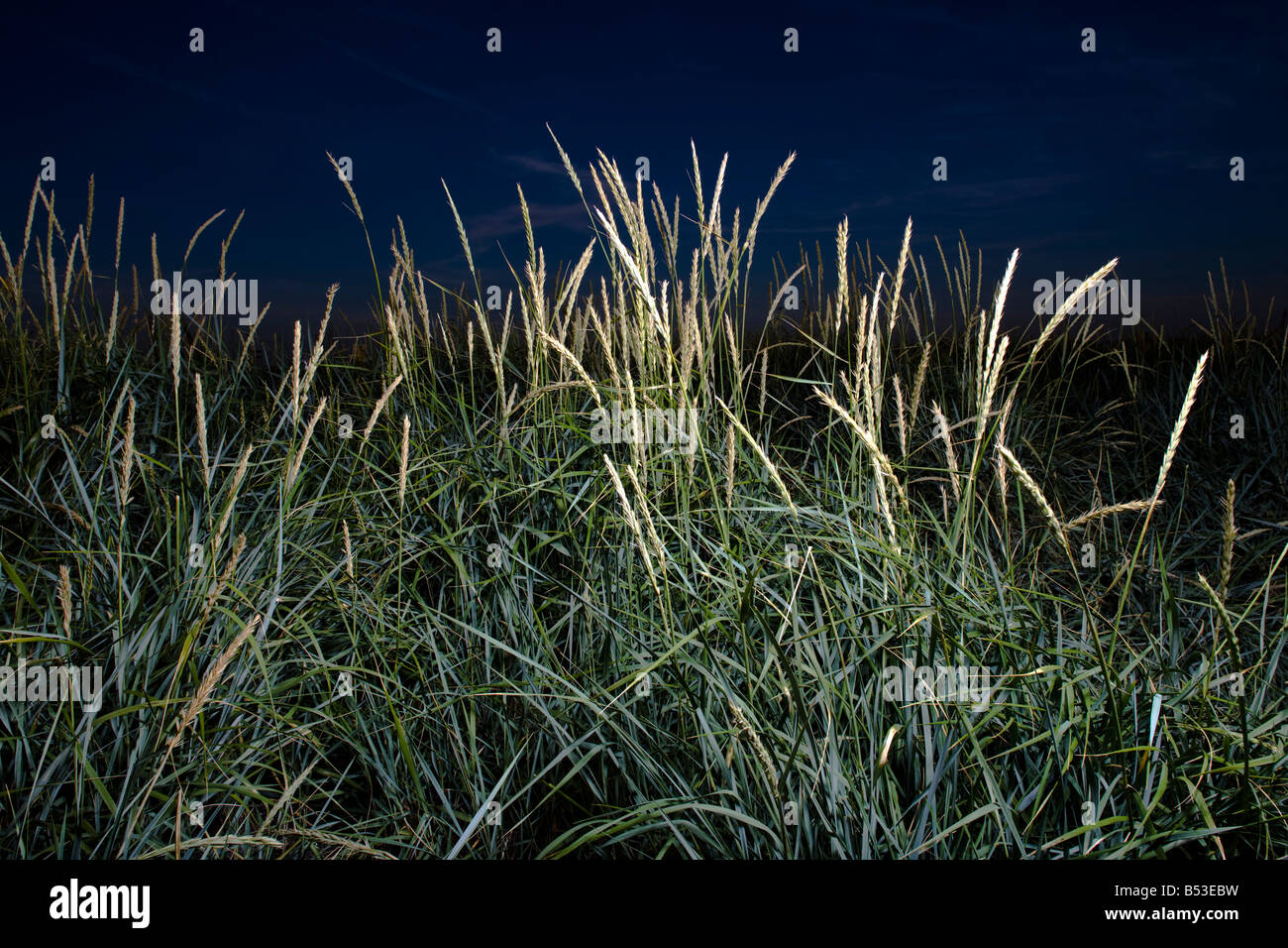 Gress hi-res stock photography and images - Alamy