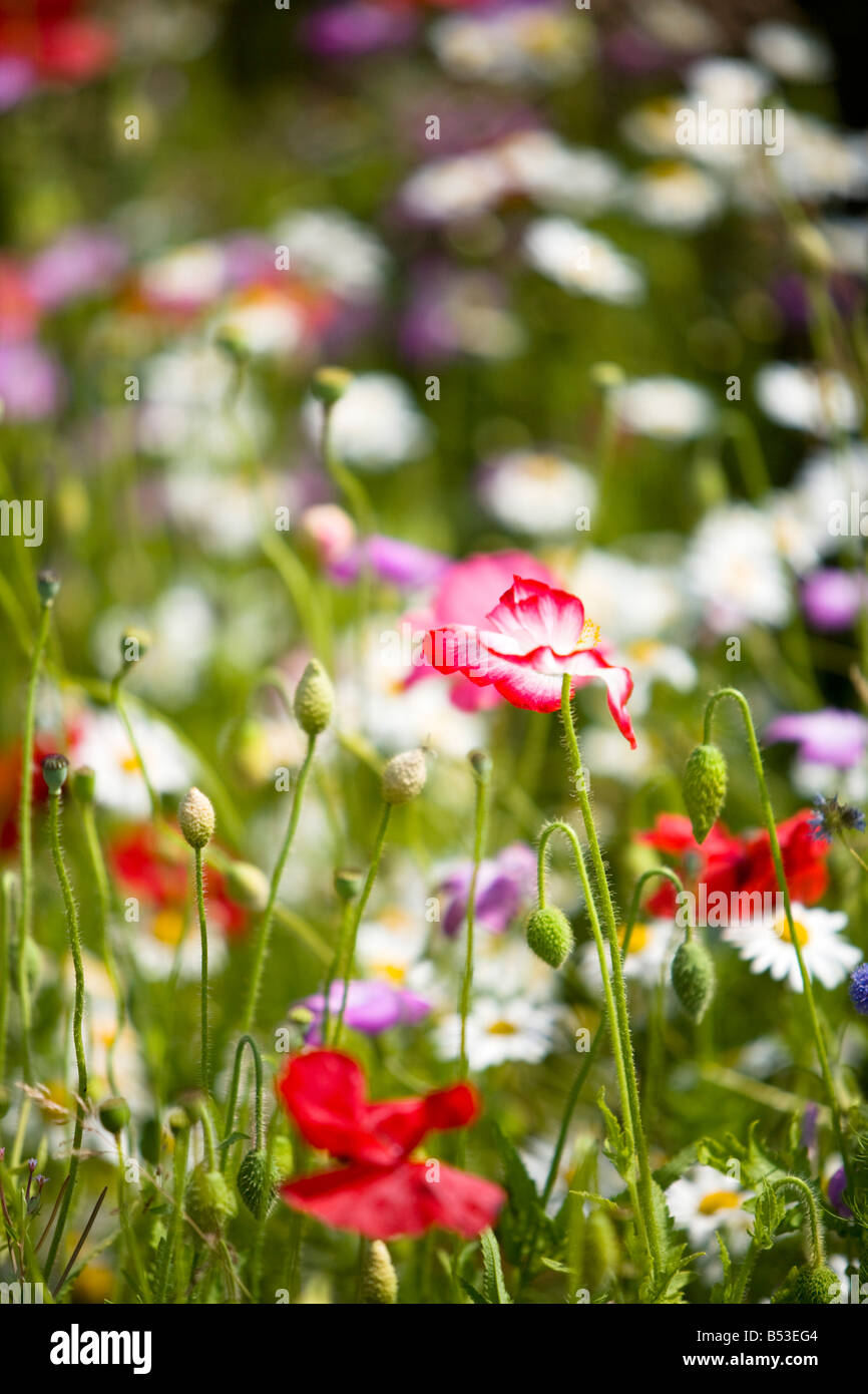 poppies in a wild garden Stock Photo - Alamy