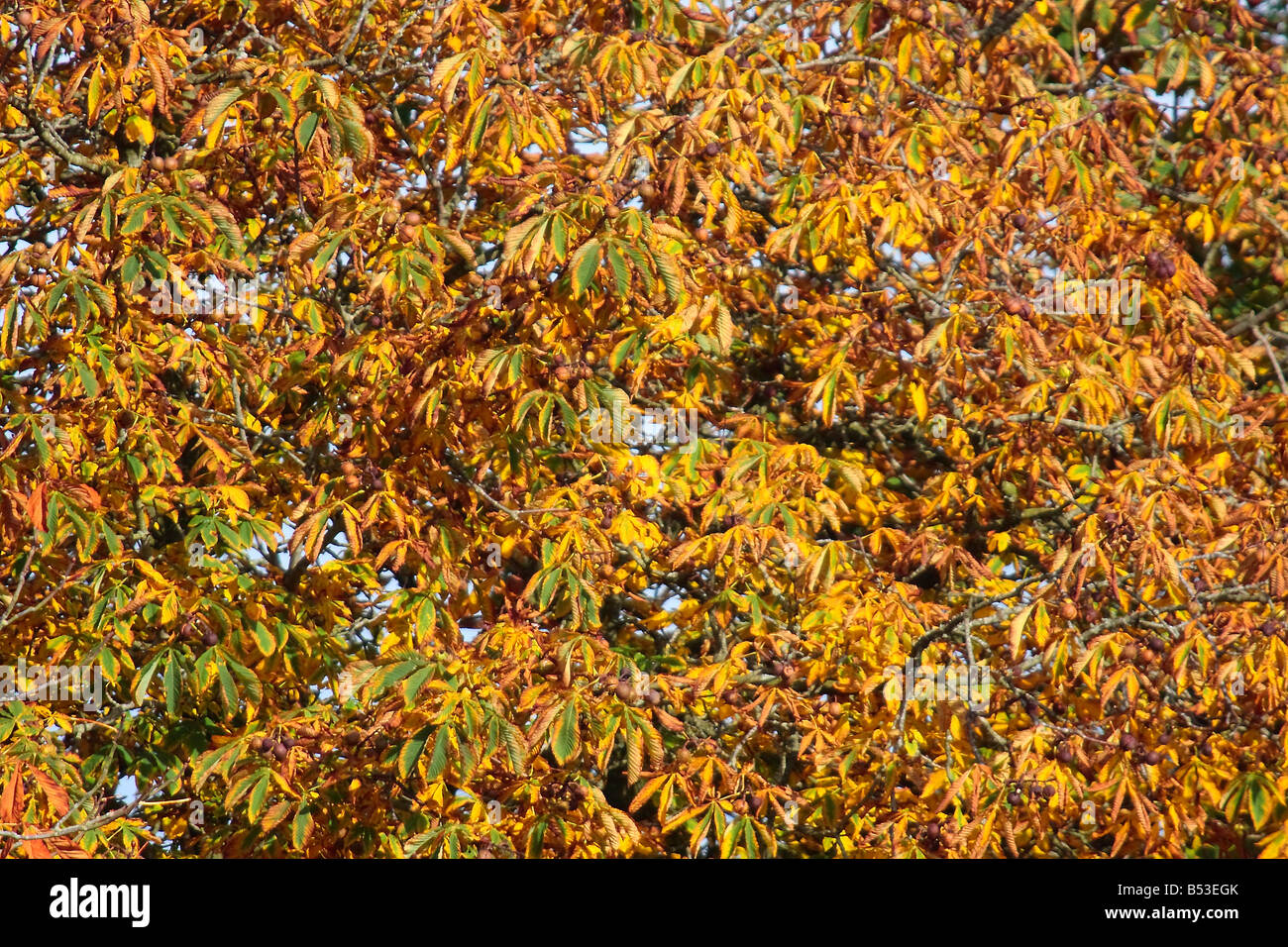 Photos of chestnut trees hi-res stock photography and images - Alamy