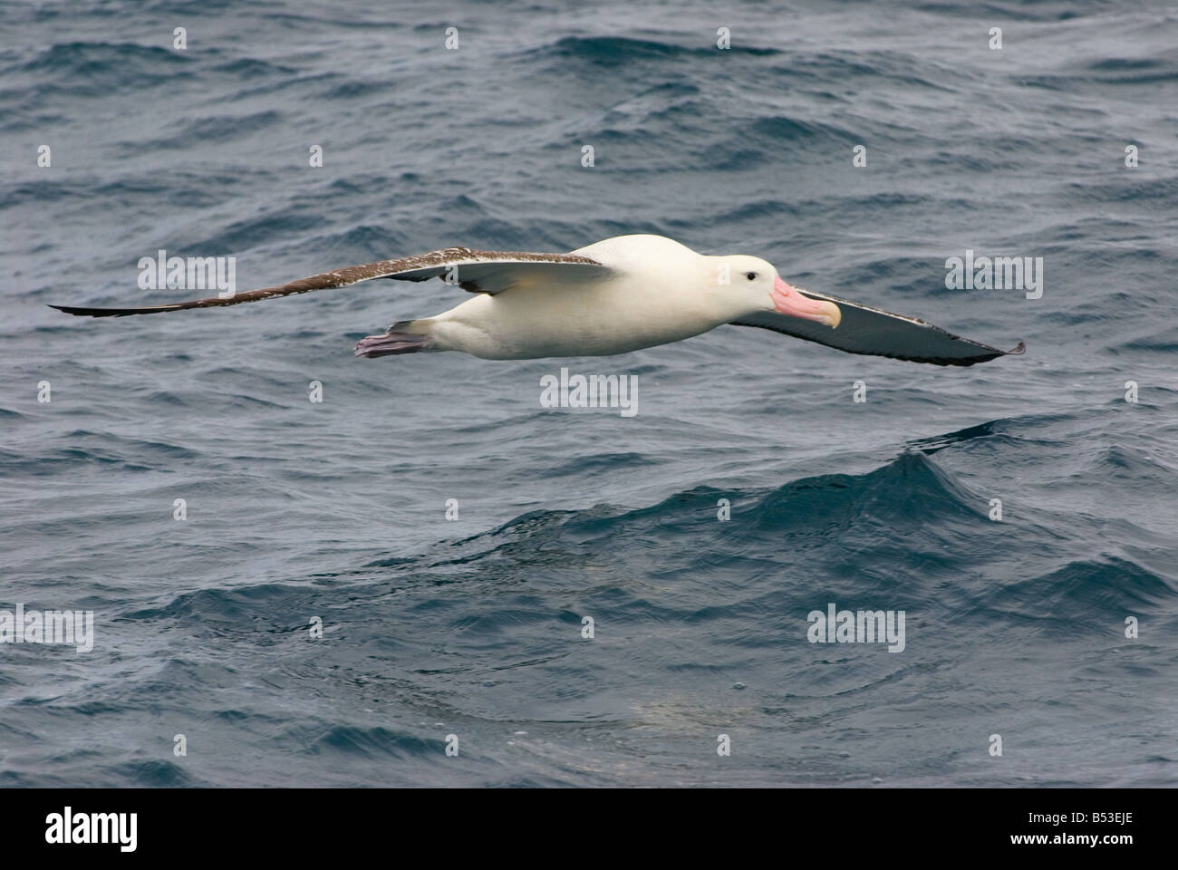 Wandering Albatros - flying / Diomedea exulans Stock Photo - Alamy