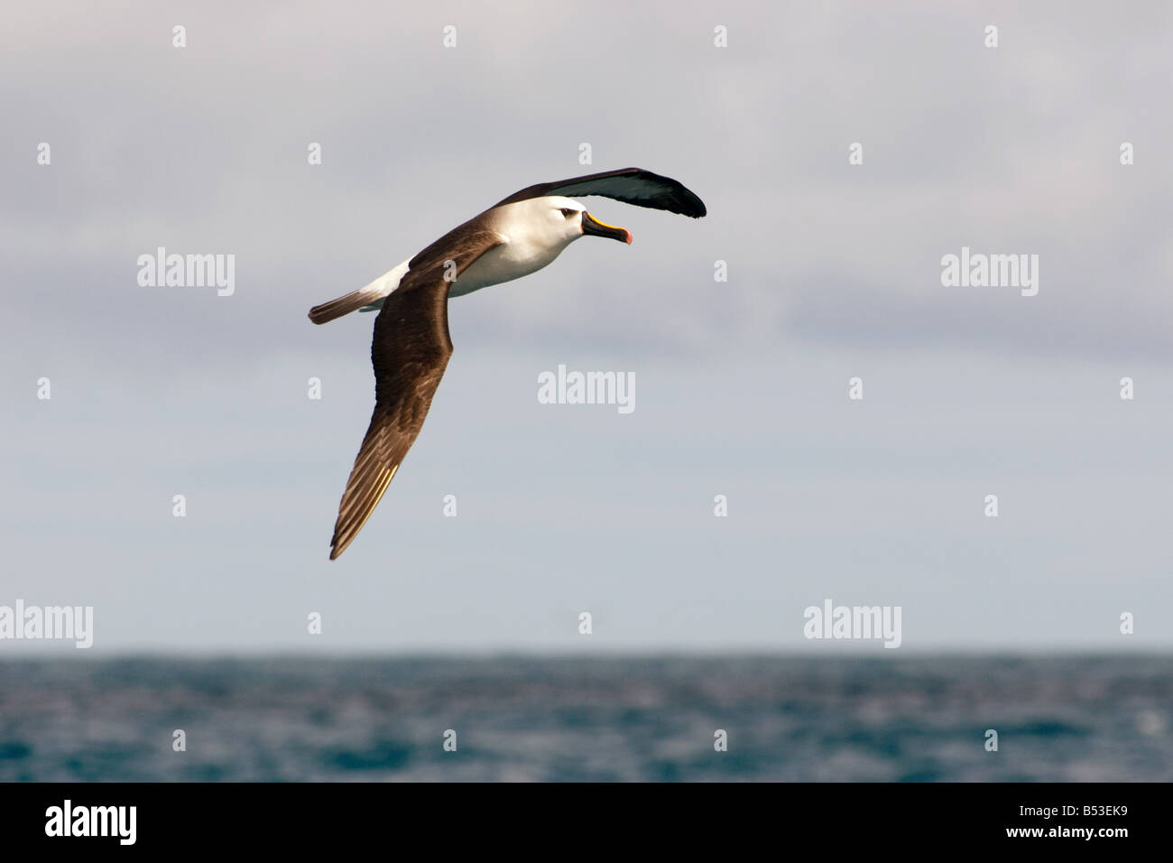 Atlantic Yellow-nosed Albatross (Thalassarche chlororhynchos) in flight ...