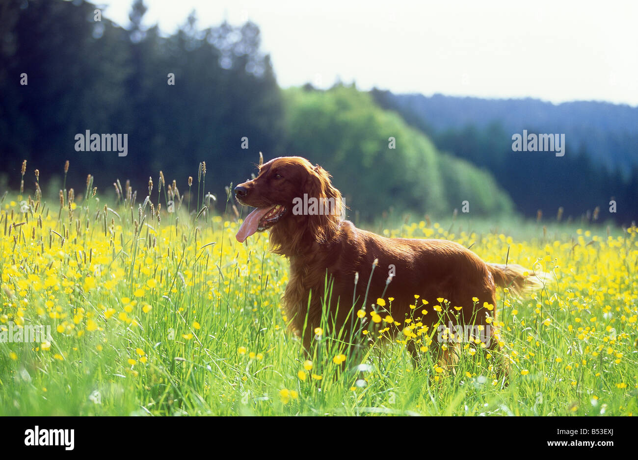 Red setters hi-res stock photography and images - Alamy