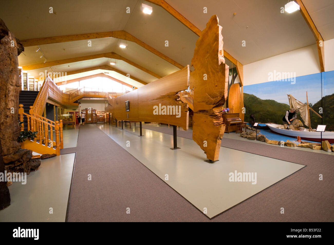The world's largest Kauri slab (22.5m long) at the Matakohe Kauri ...