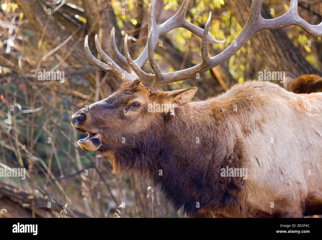 Huge bugling bull elk on a beautiful Colorado autumn afternoon Stock ...