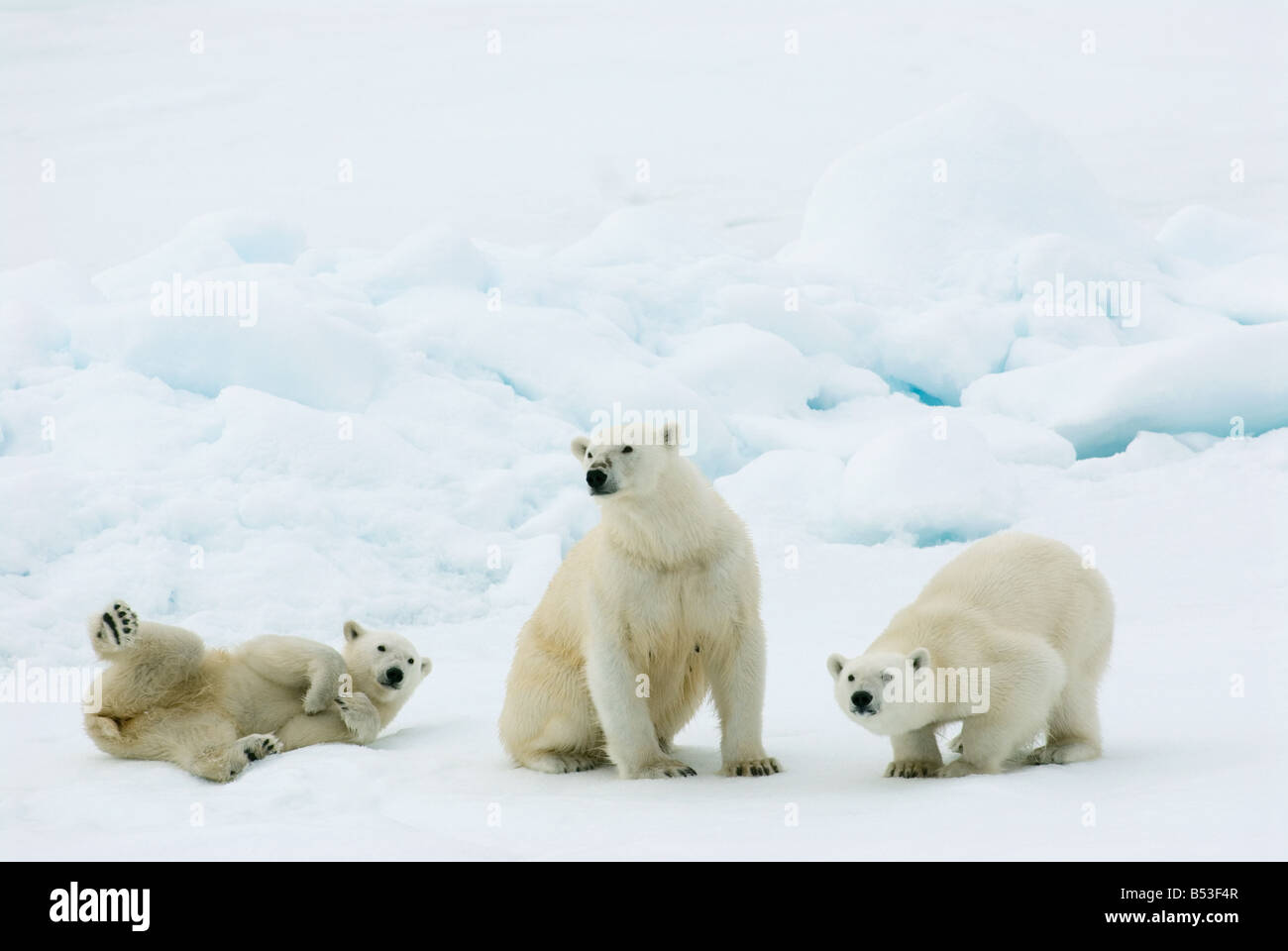 three polar bears in the snow / Ursus maritimus Stock Photo - Alamy