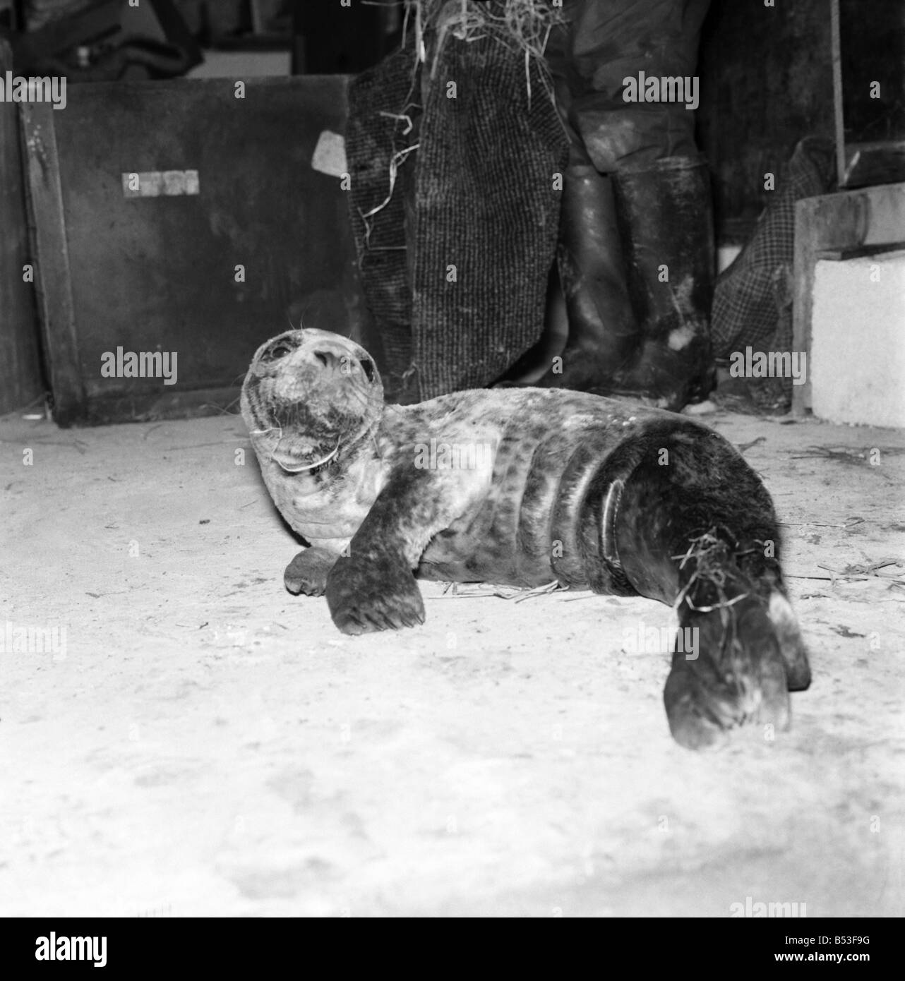 Sick seal recently rescued by Ken Jones of St. Agnes, Cornwall ...