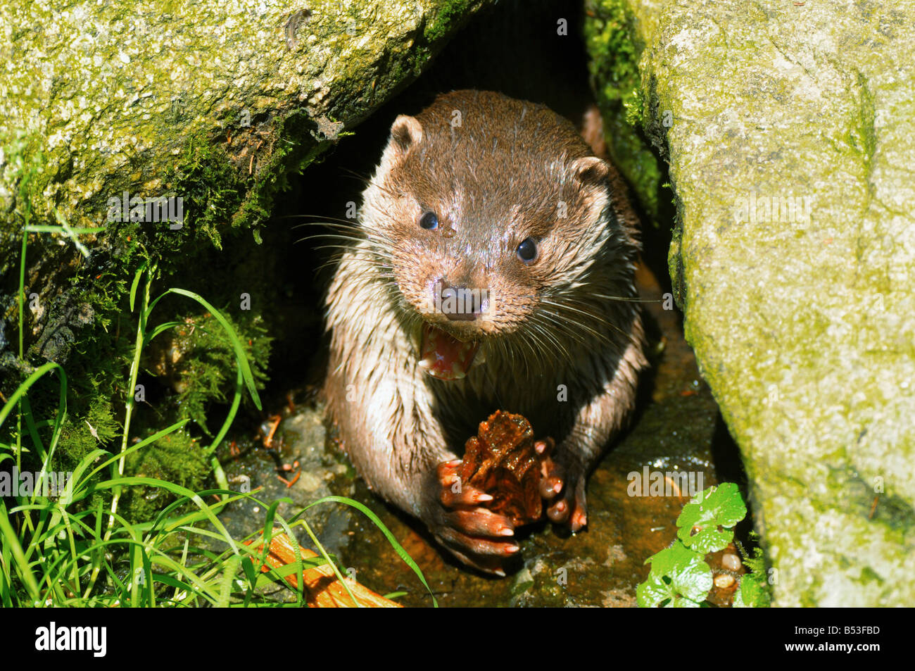 European River Otter (Lutra lutra) looking out of den Stock Photo - Alamy