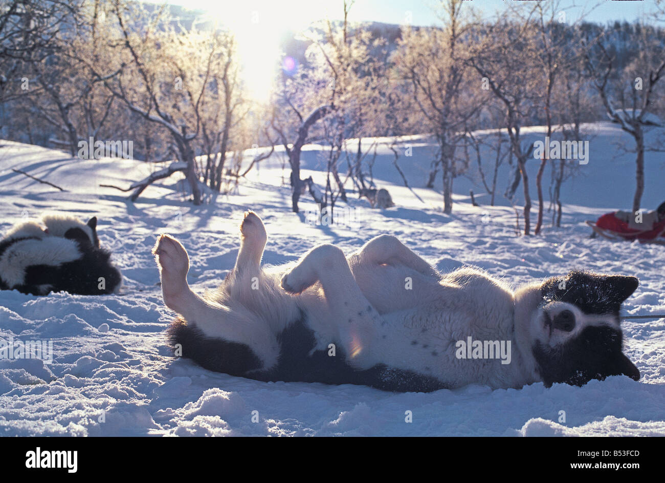 Snow dogs expedition hi-res stock photography and images - Alamy