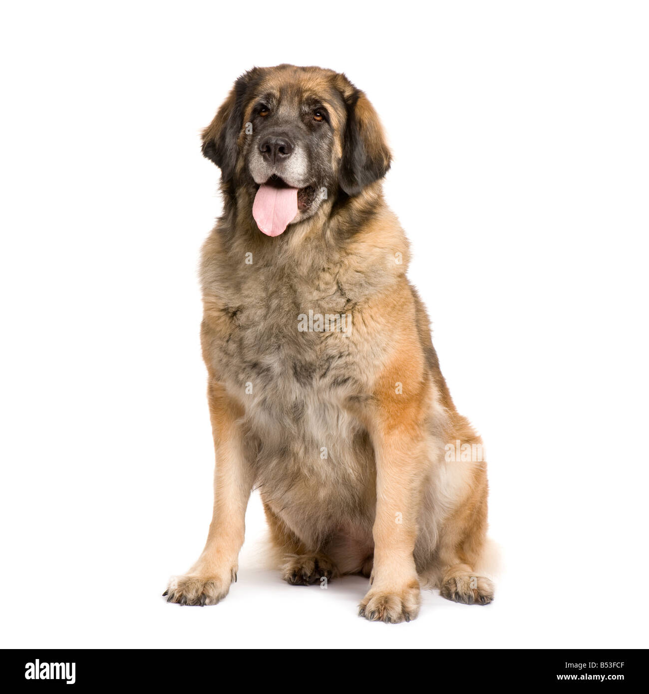 Leonberger dog hi-res stock photography and images - Alamy