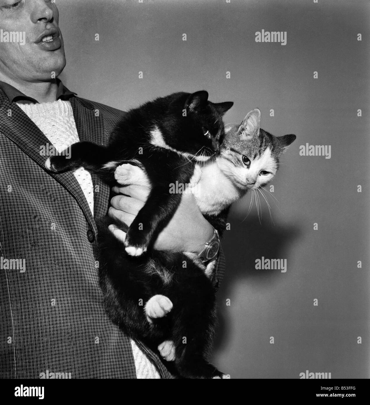 Bluey cat Black and White Stock Photos & Images - Alamy
