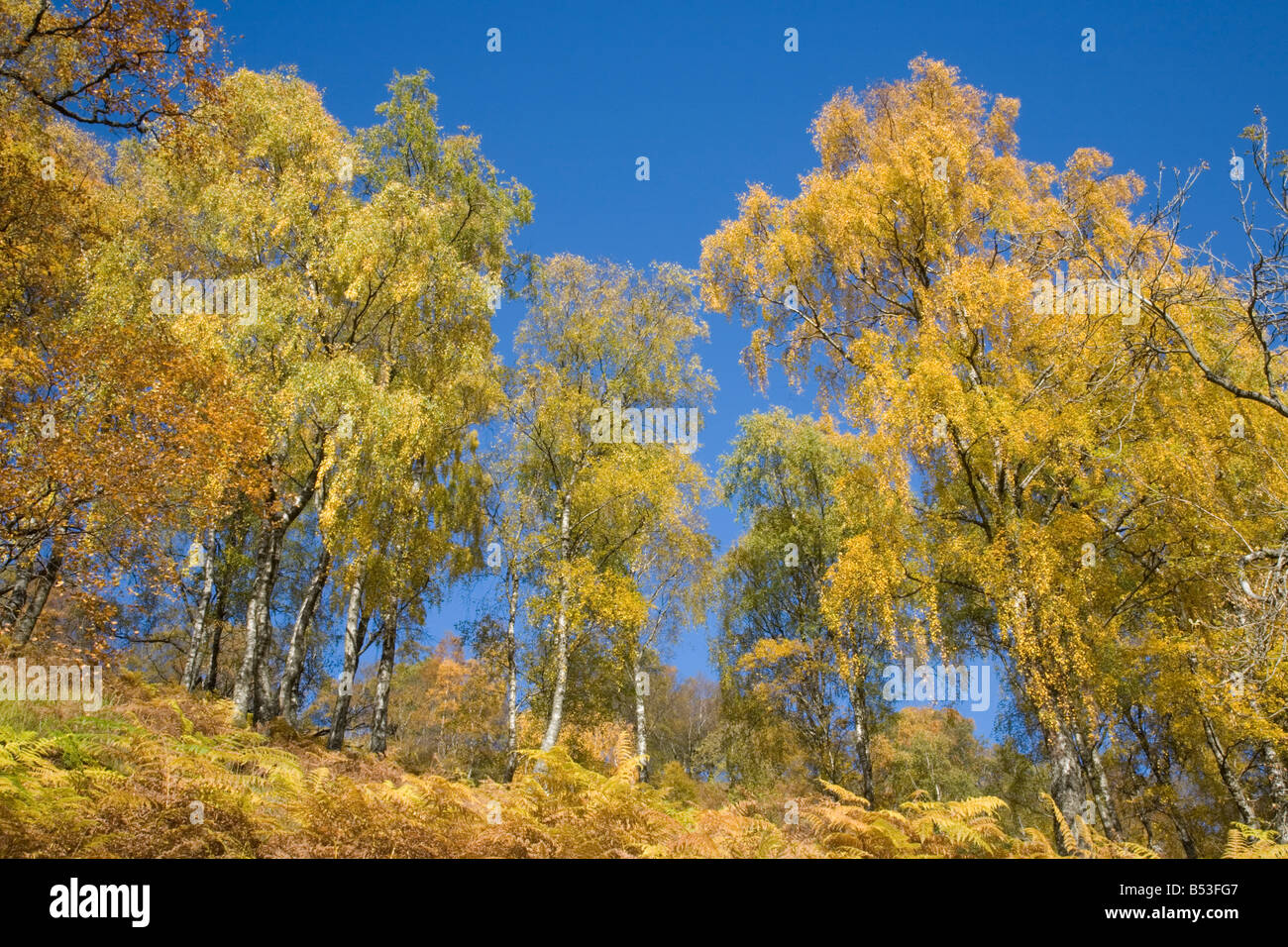 Birch trees taking on their autumn colour in Glen Lyon Scotland Stock ...