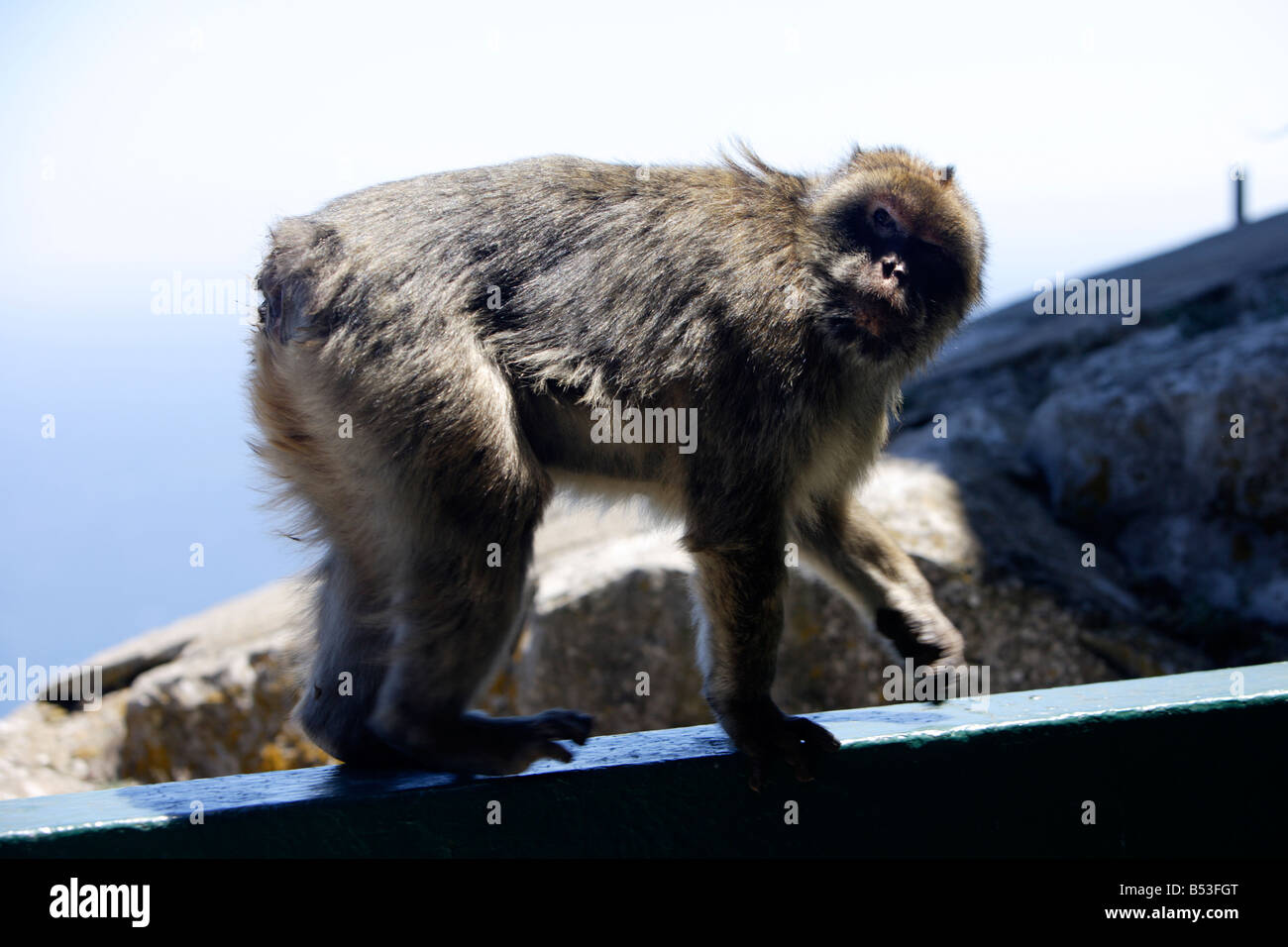 Barbary Macaque Standing
