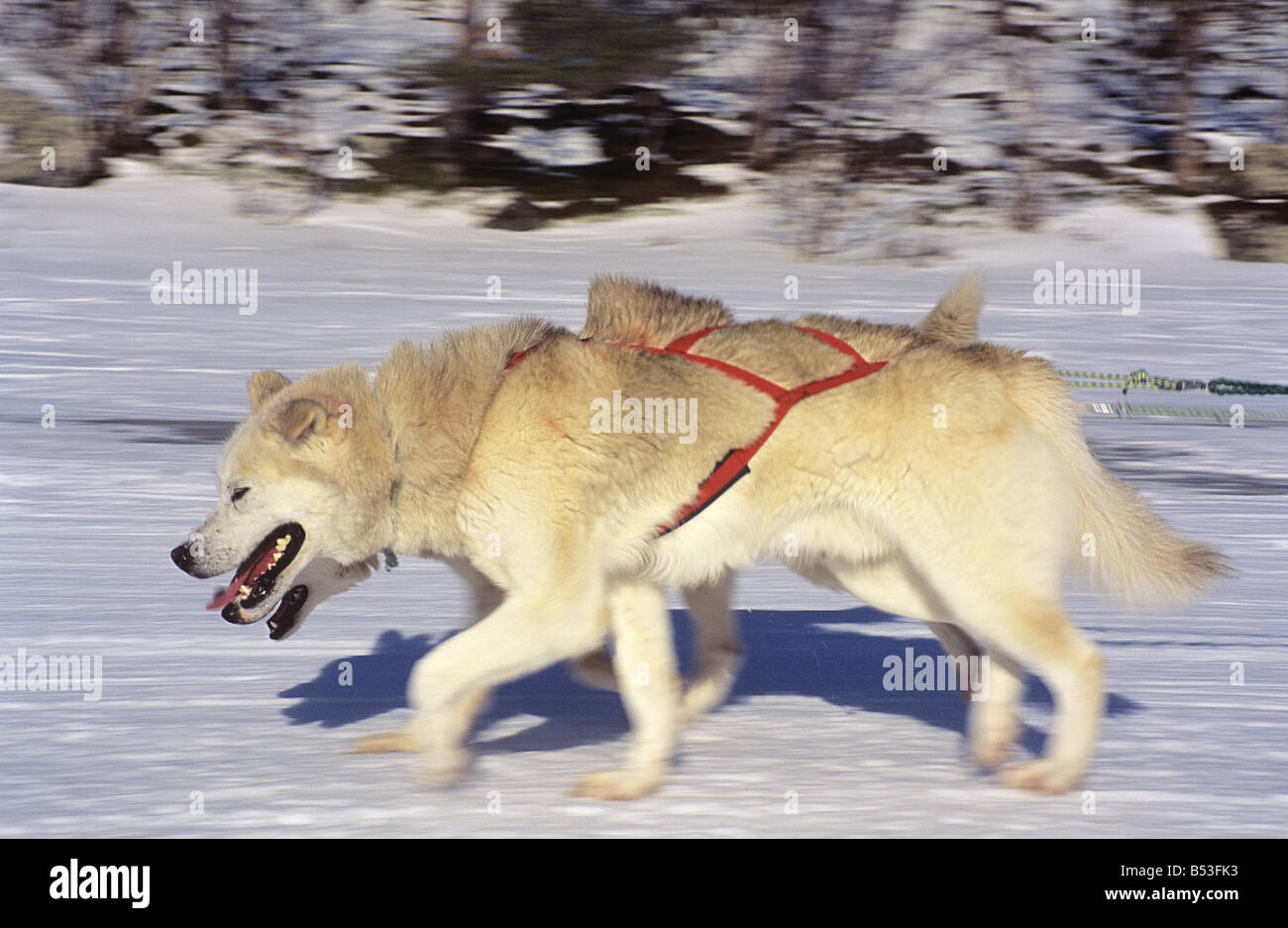 huskies - pulling sledge Stock Photo - Alamy